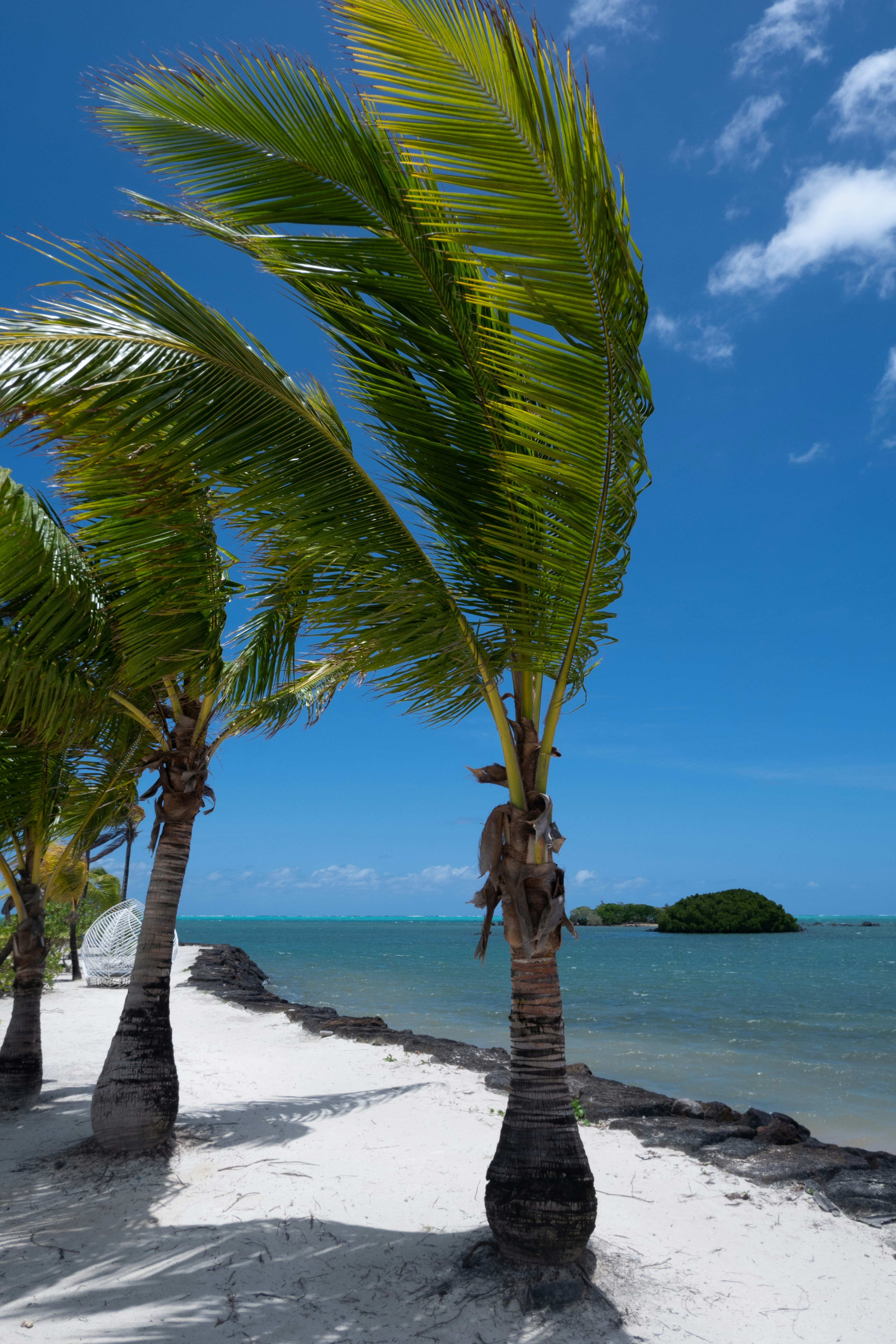 Palm Fronds Lean into the Breeze Over a Pristine Turquoise Shore