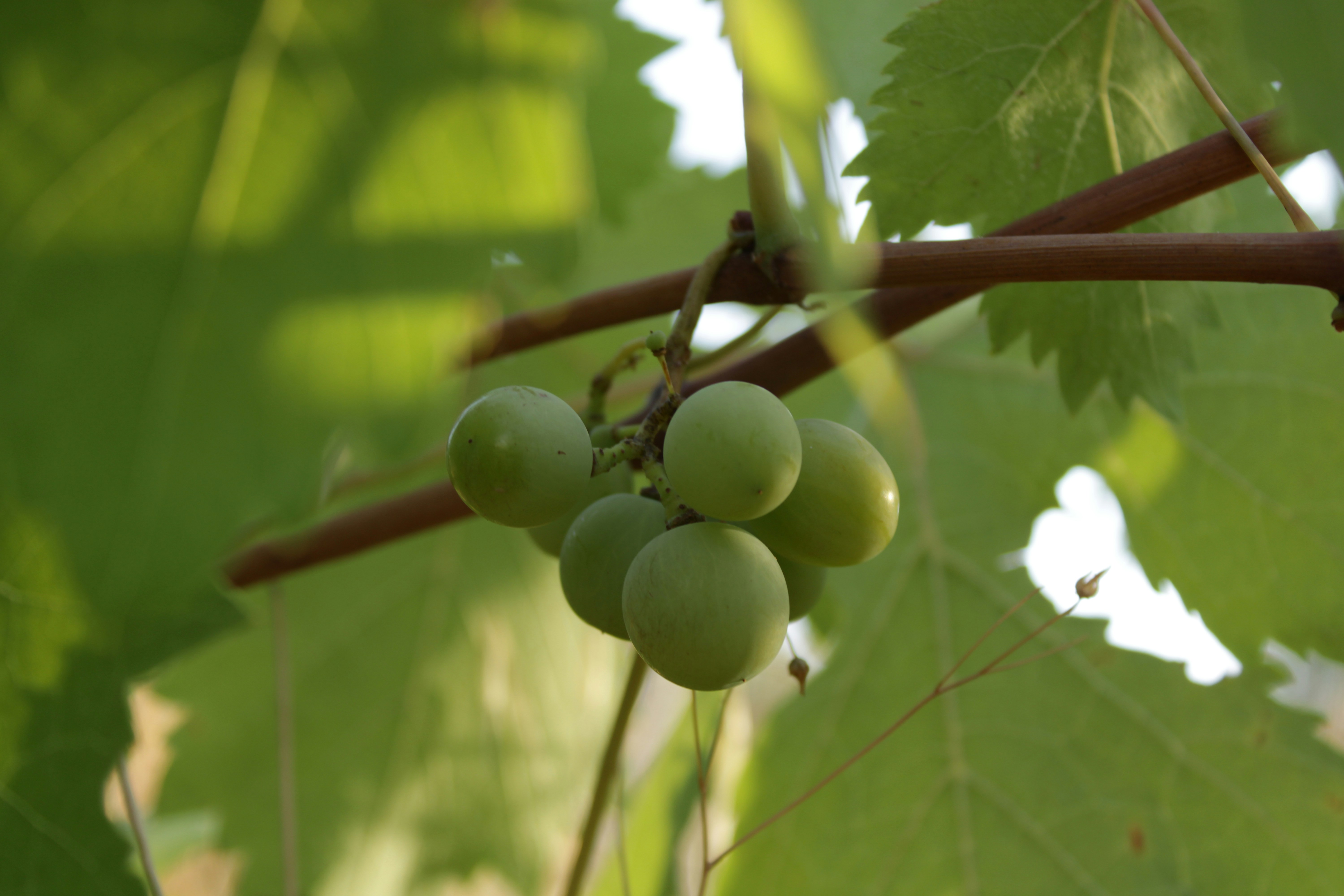 Basket of Green Grapes Framed by Sunlit Vine Leaves