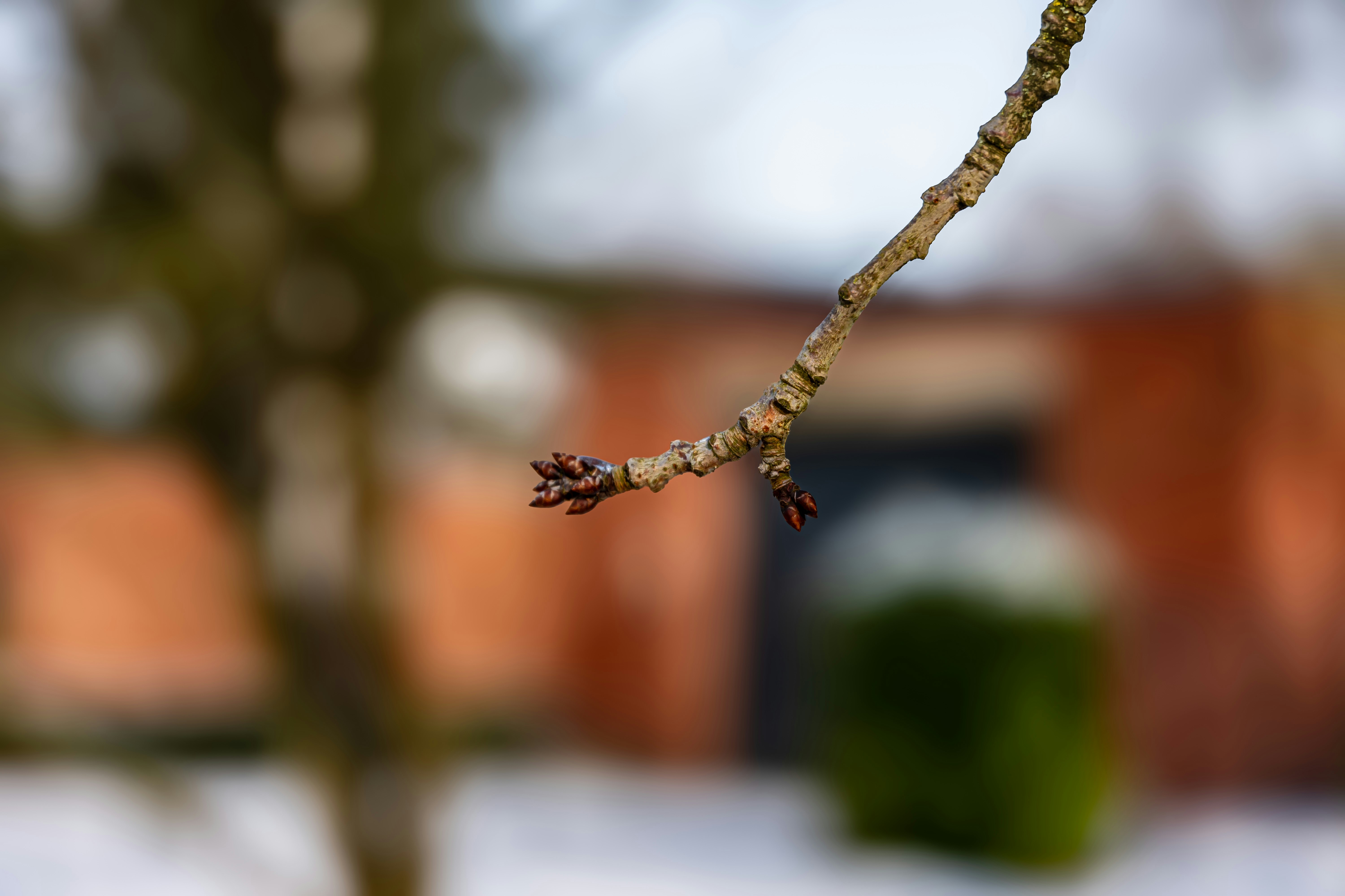 A solitary budding branch against a softened campus backdrop