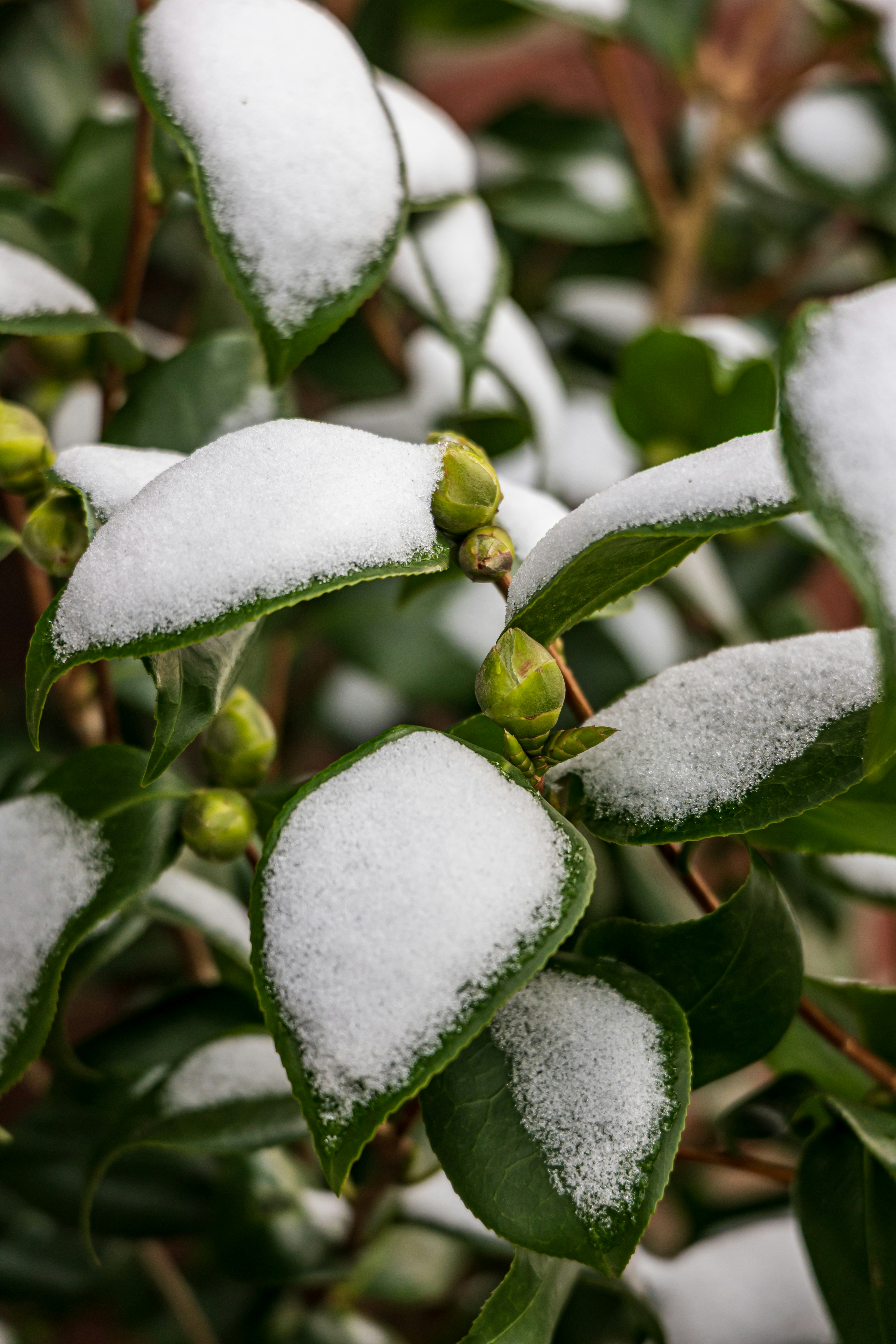 Snow-kissed evergreen buds: close-up on a leafy hedge
