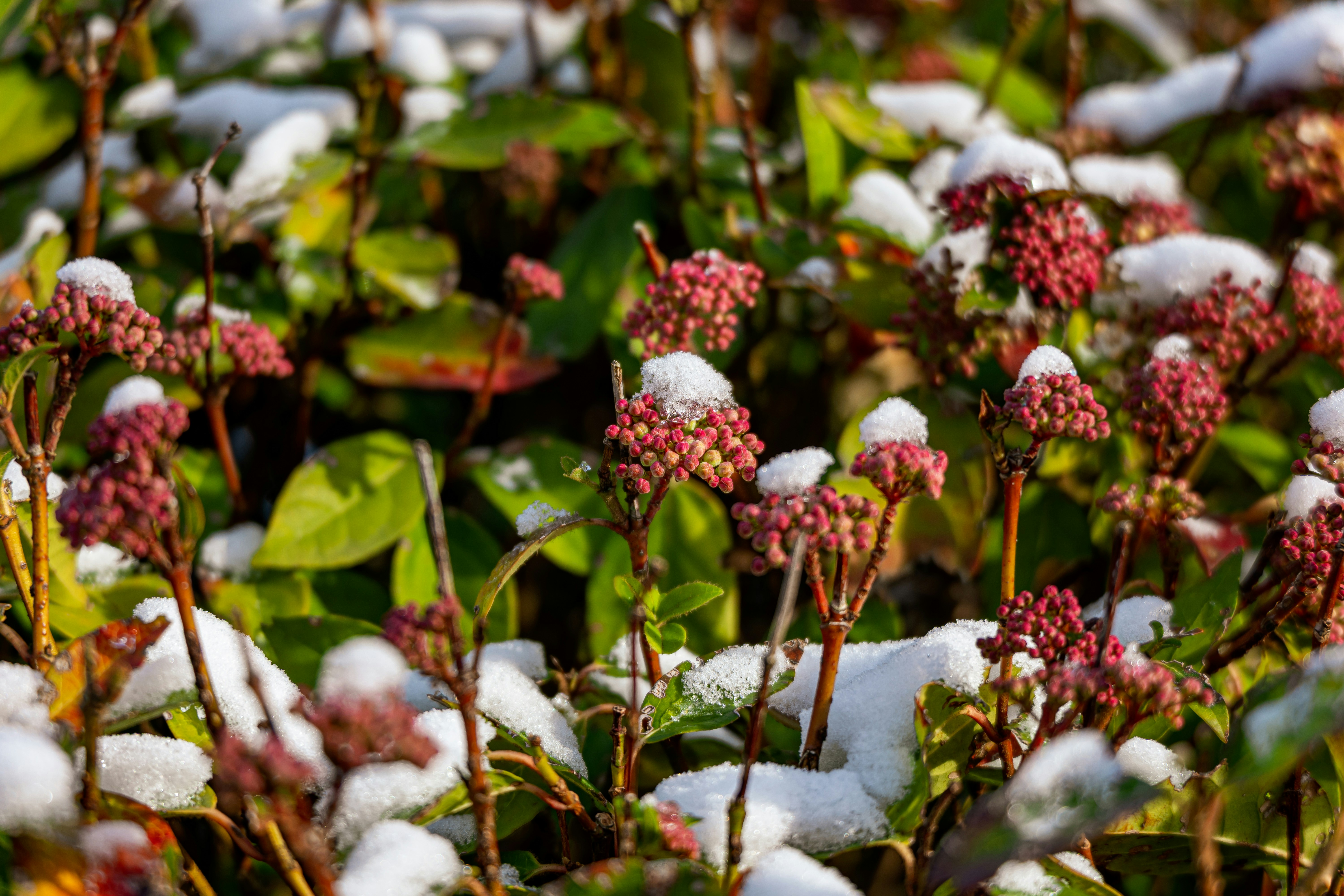 Snow-kissed Hydrangea Buds Amid Autumnal Foliage