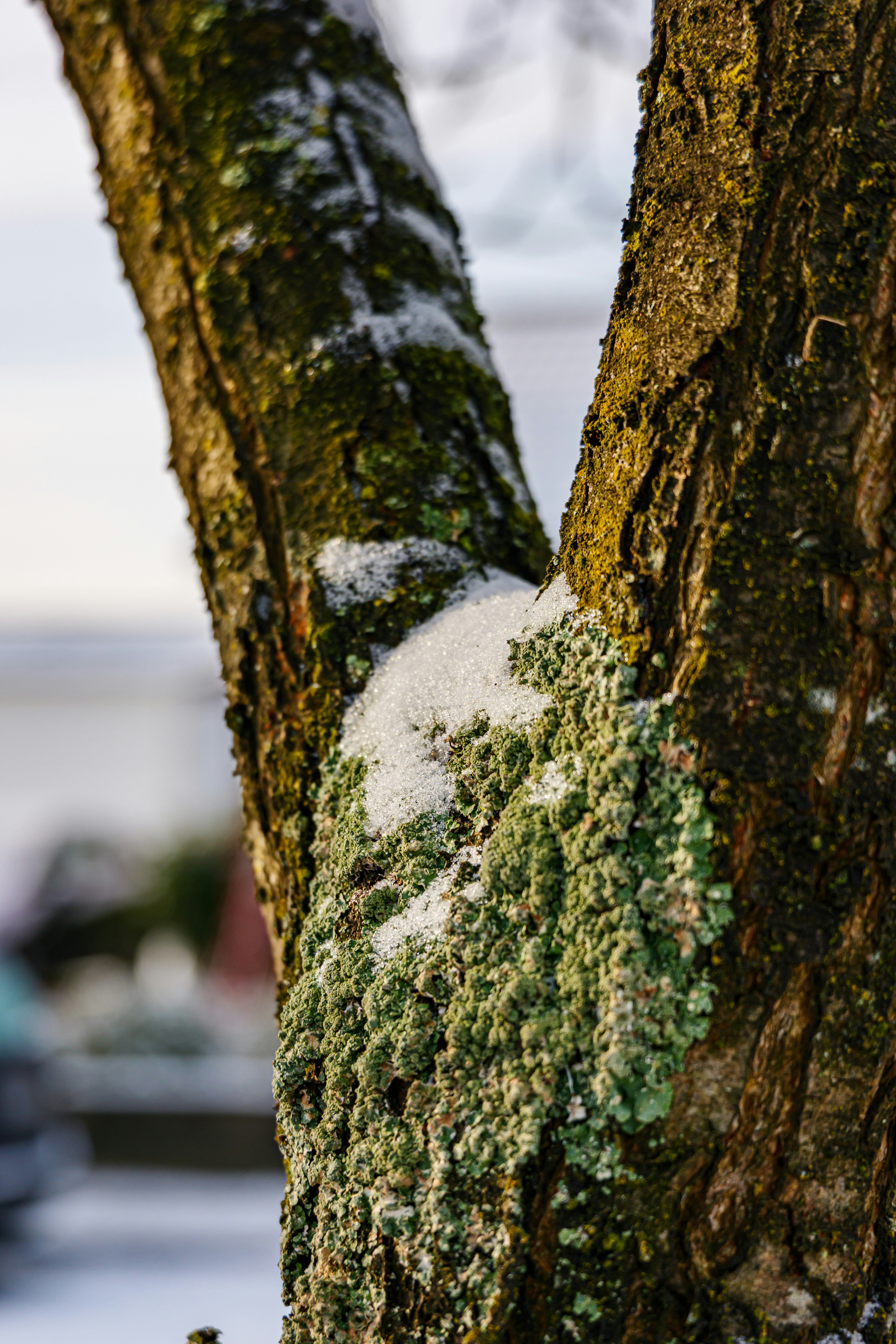 Moss and Snow on a Trunk: Quiet Winter Close-Up