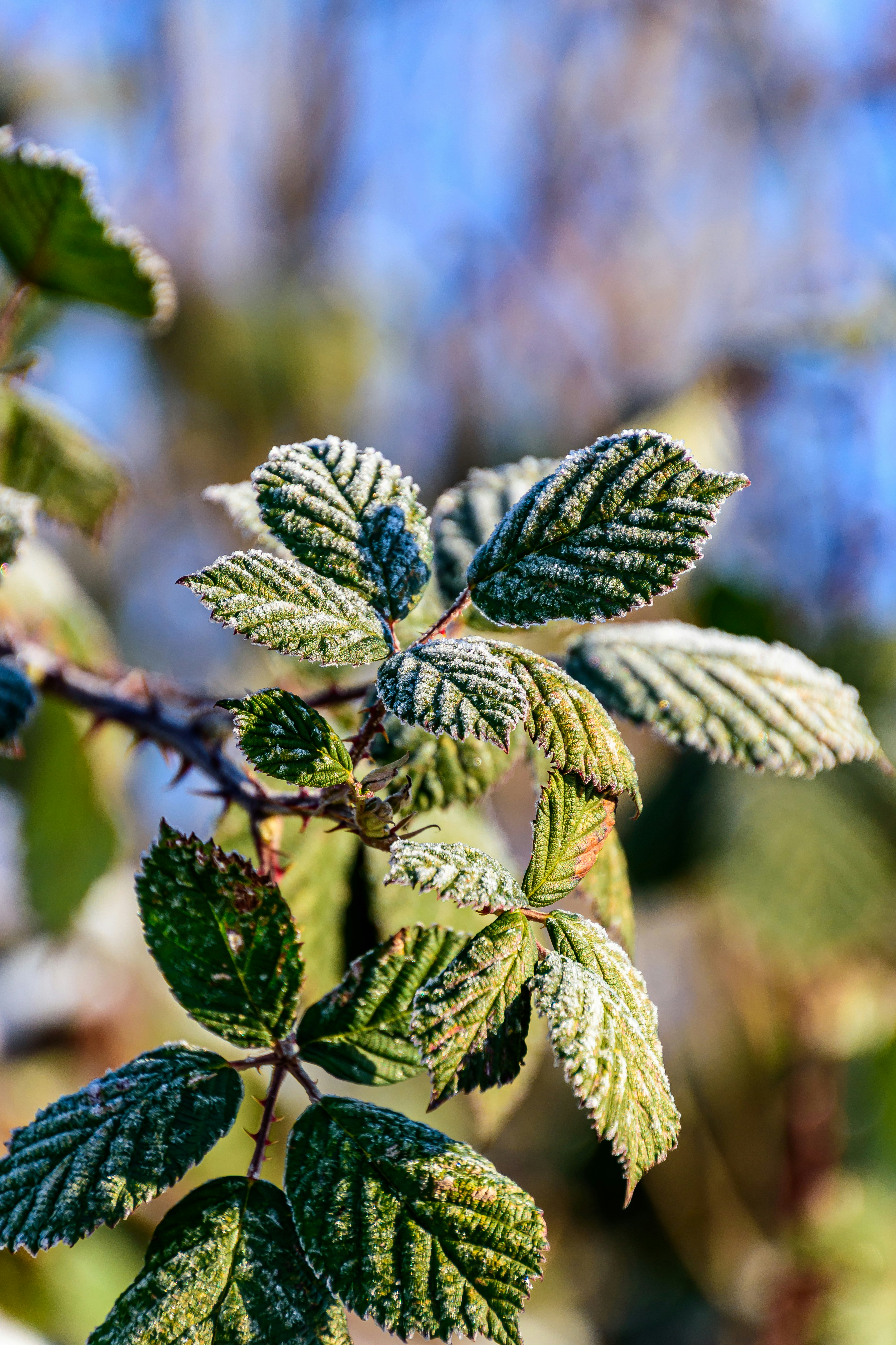 Frost-kissed Leaf Veins in Spring Light