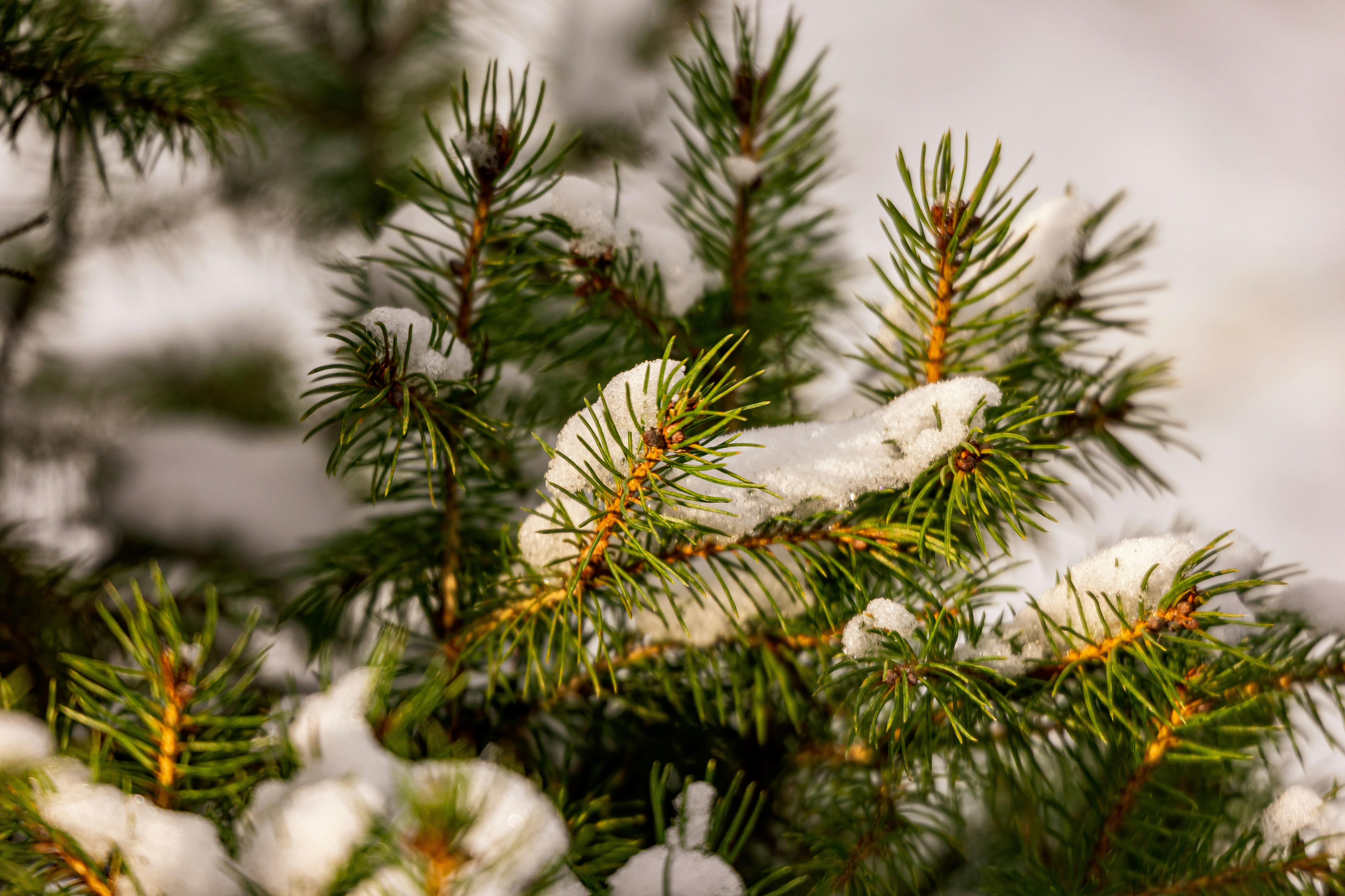 Snow-Soft Pines: Close-Up on Frosted Needles