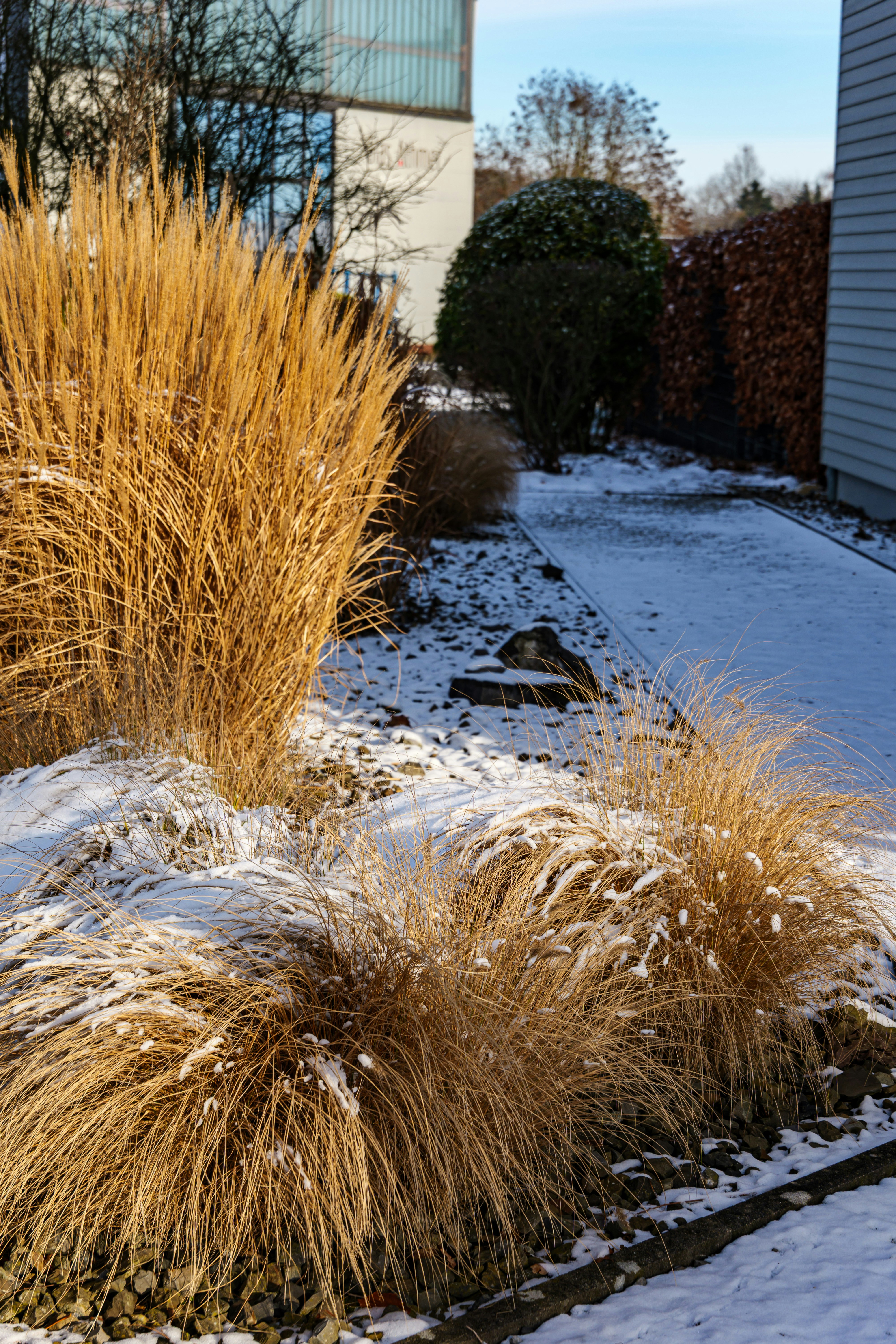 Golden grasses in a winter courtyard