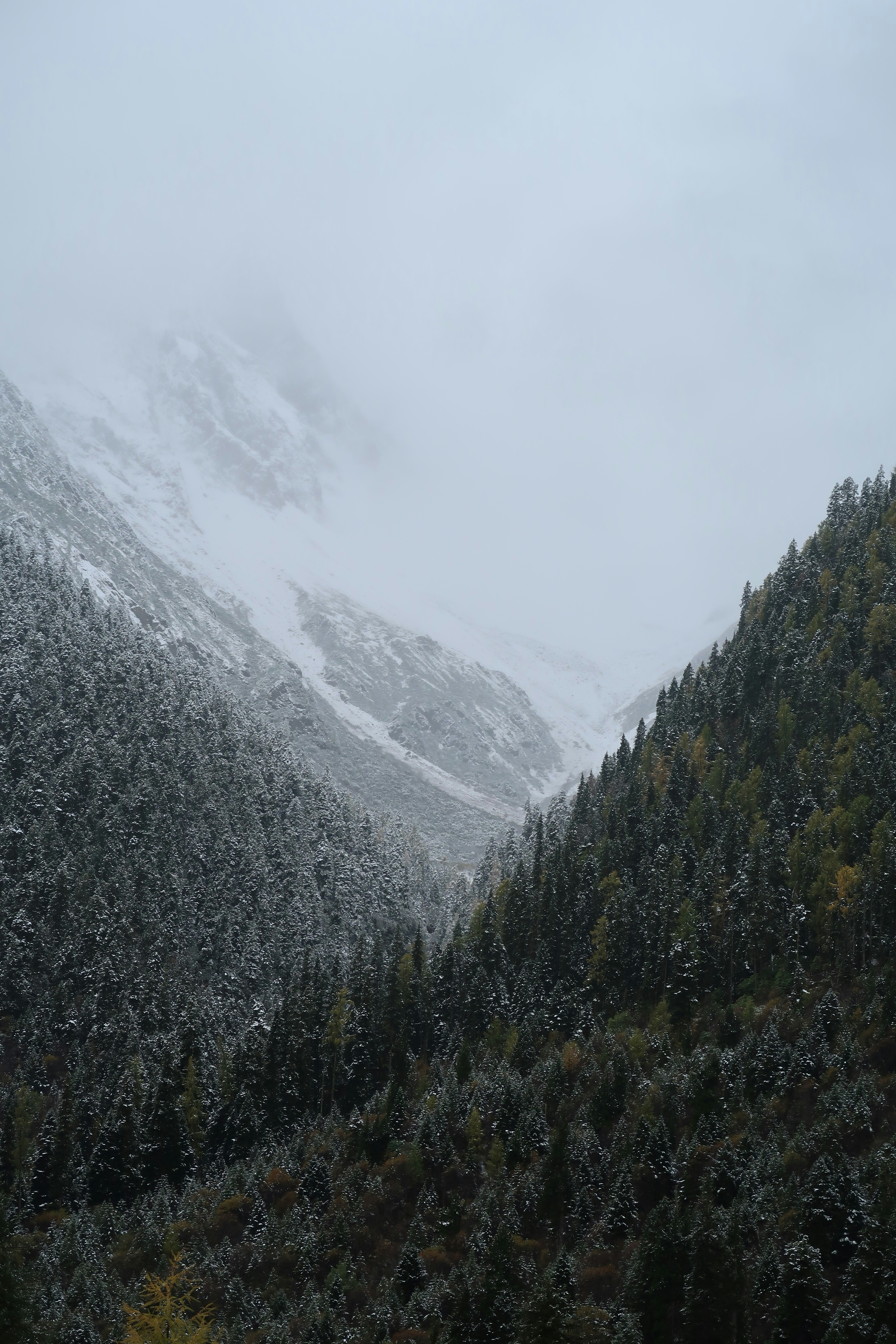 Snow-veiled Ridge Quietly Falls into a Pine Forest