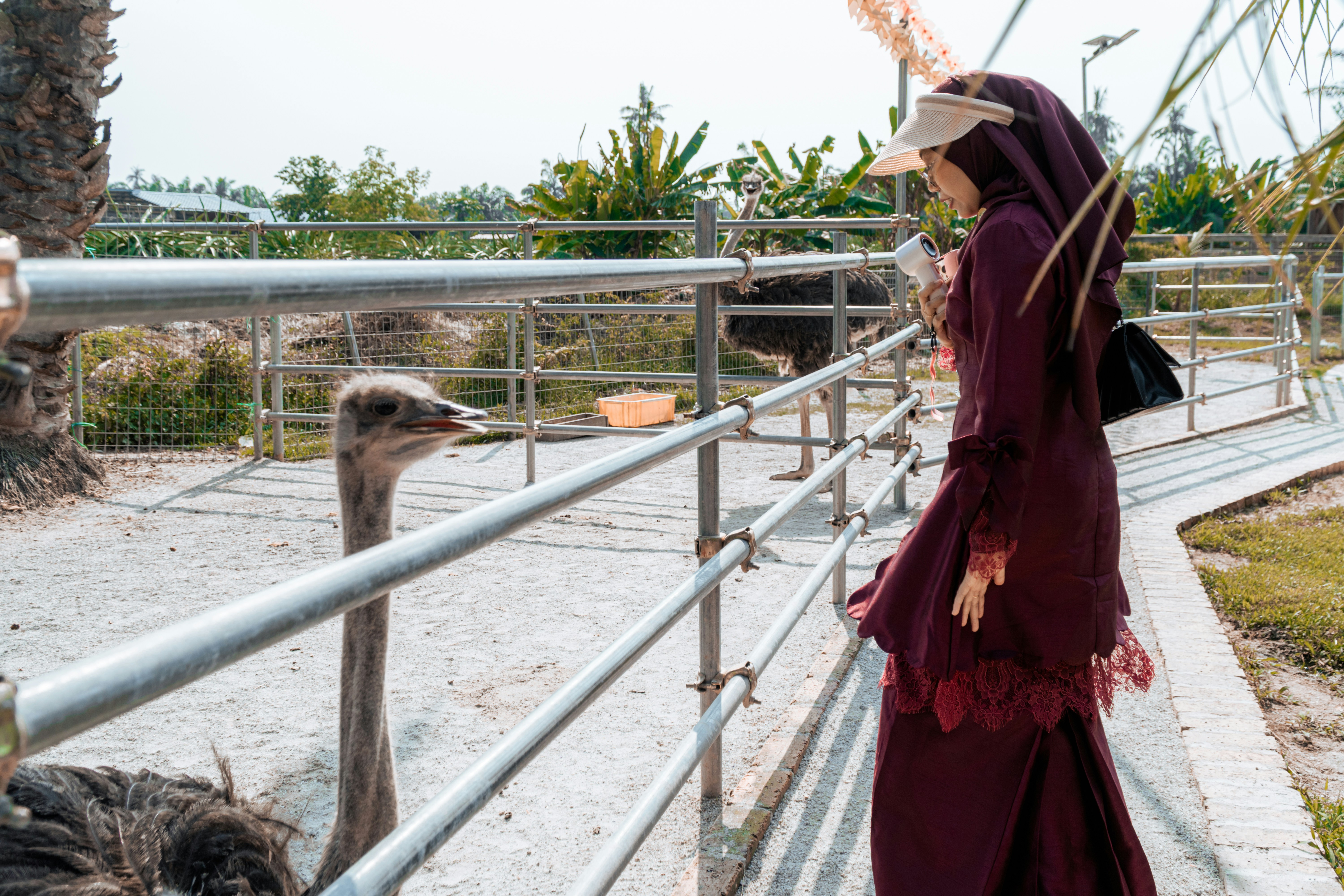 Maroon Attire Meets Curious Gaze: A Moment at the Fence