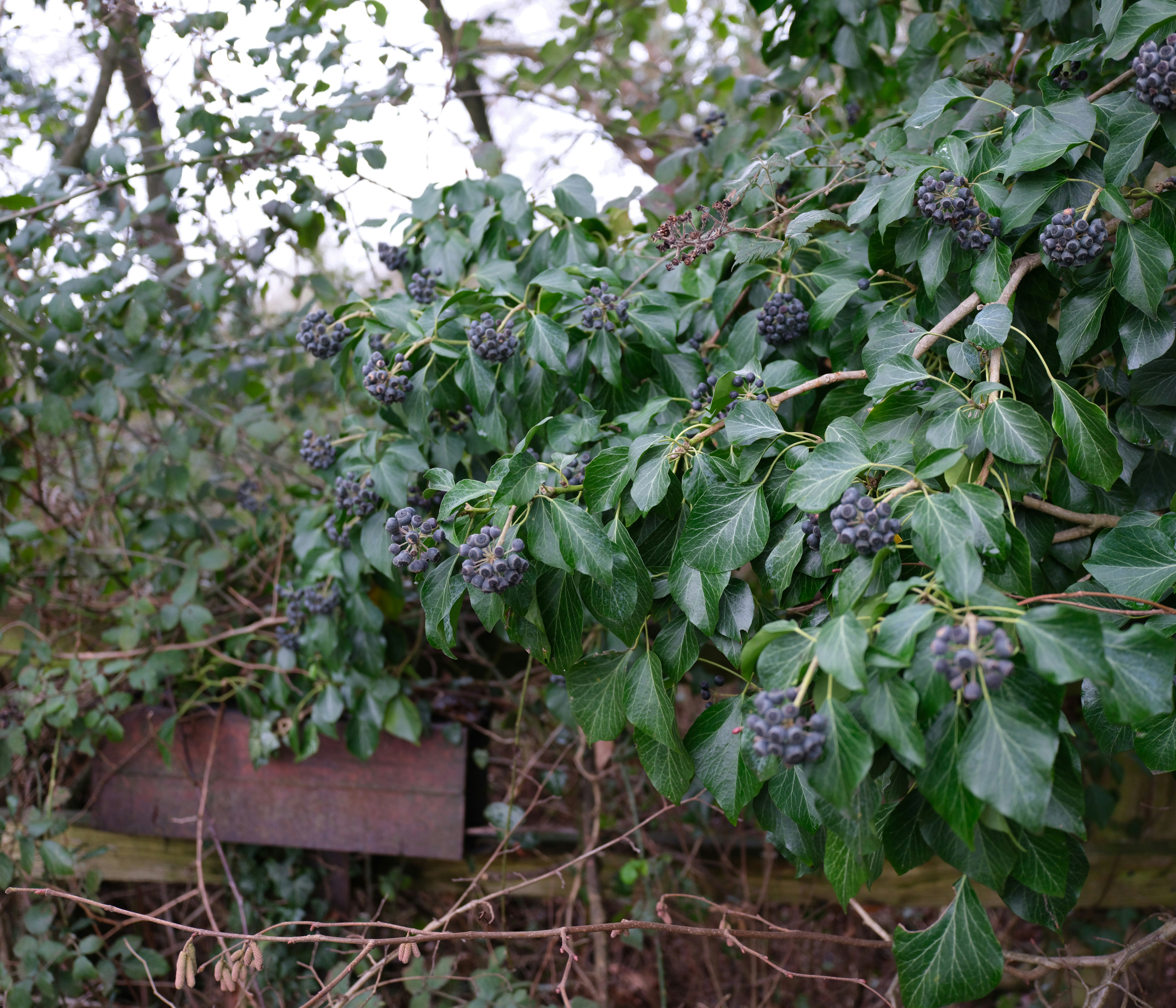 Berry-Laden Camellia Branches Beyond a Rustic Fence