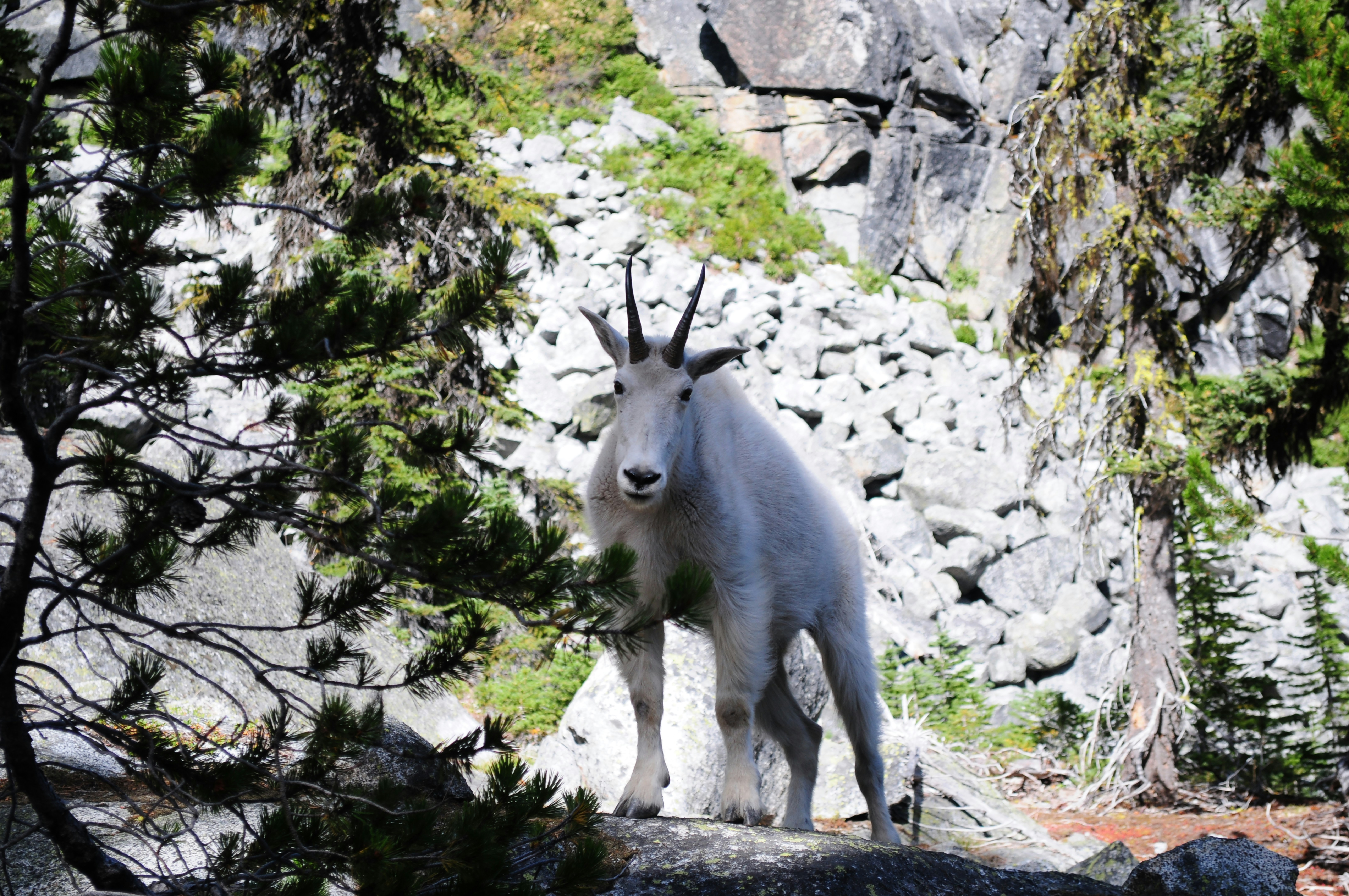 Mountain Goat Standoff in the Granite Pass