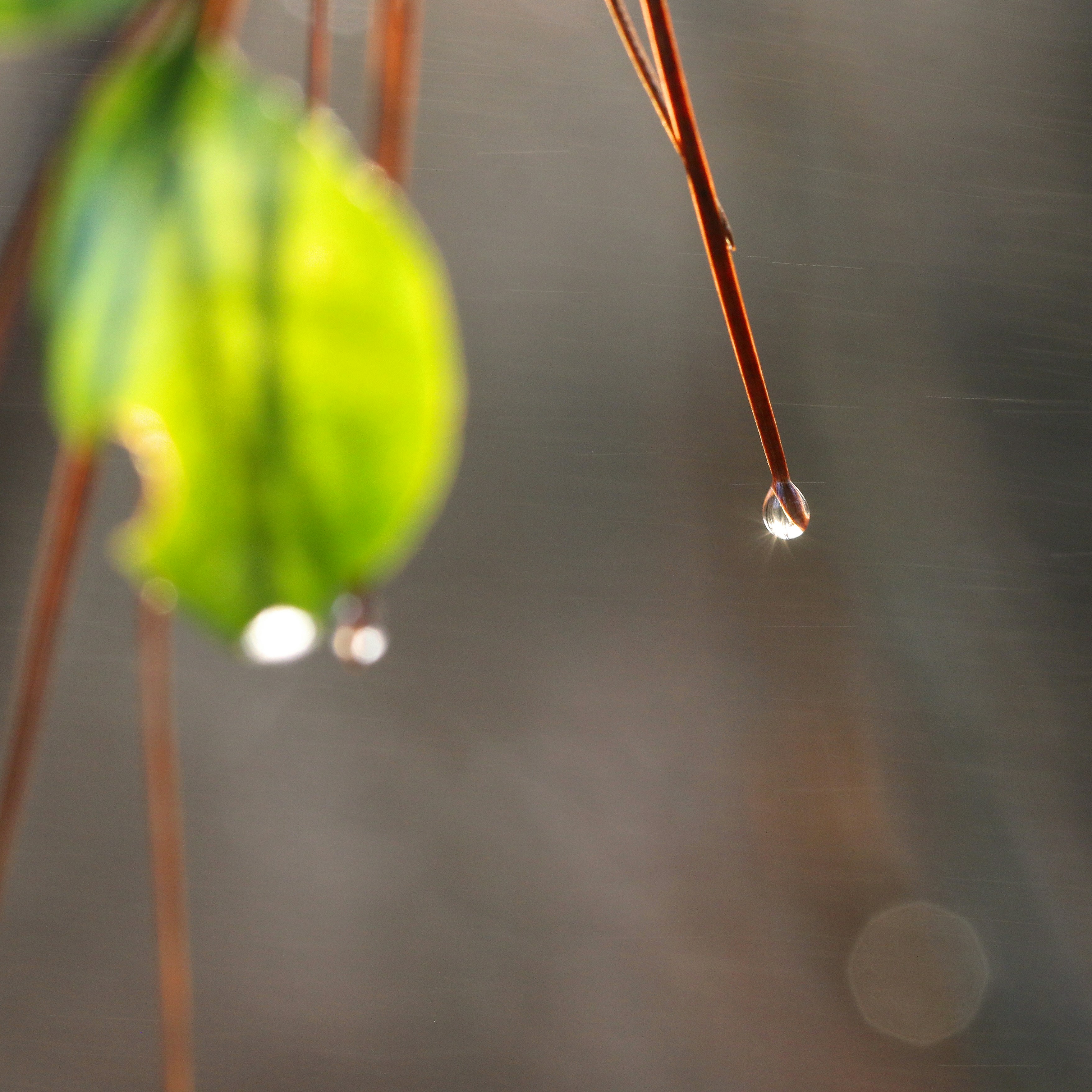 A single dew droplet clinging to a delicate twig