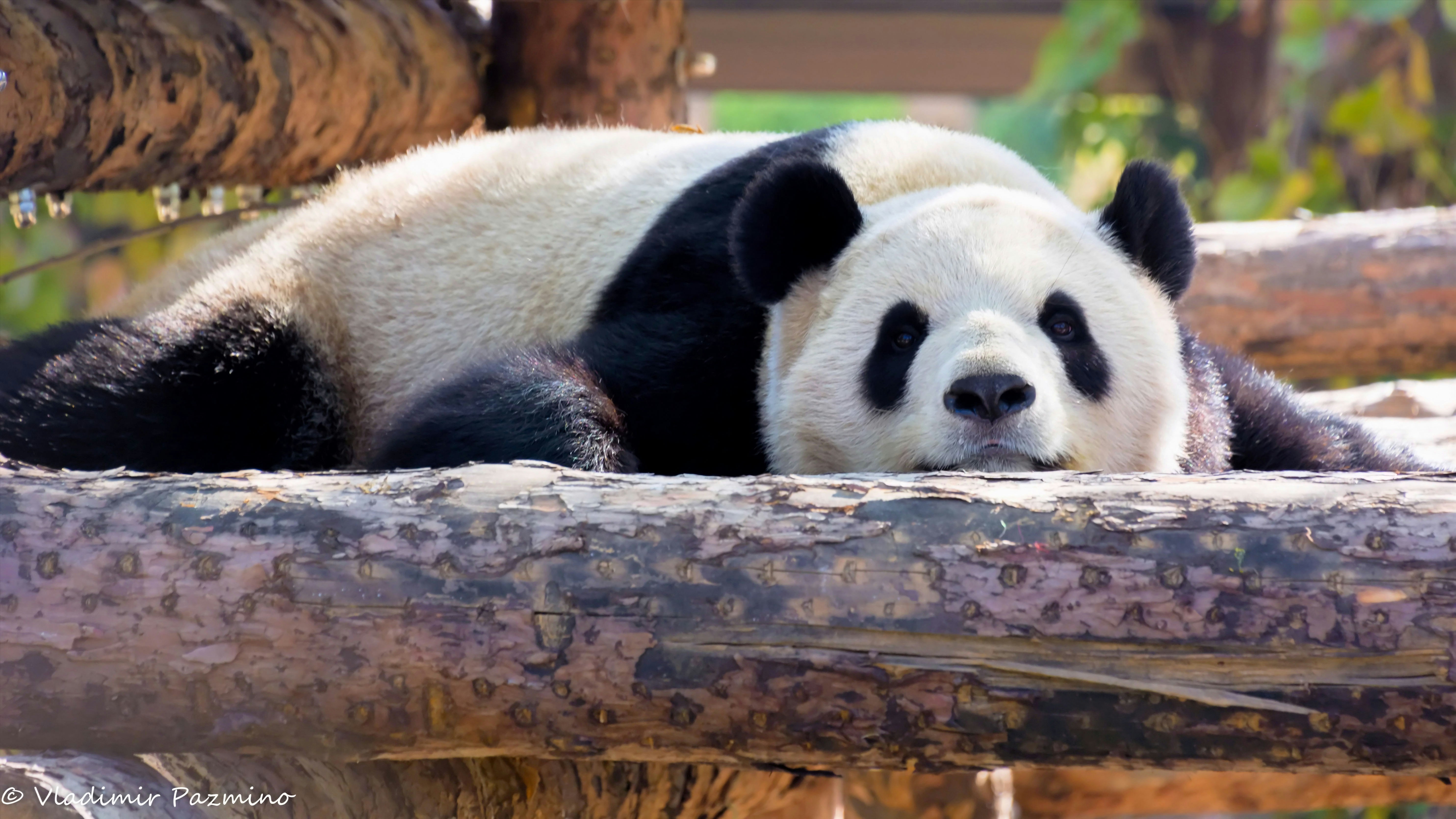 Panda Rest: Calm Eyes Over the Weathered Logs
