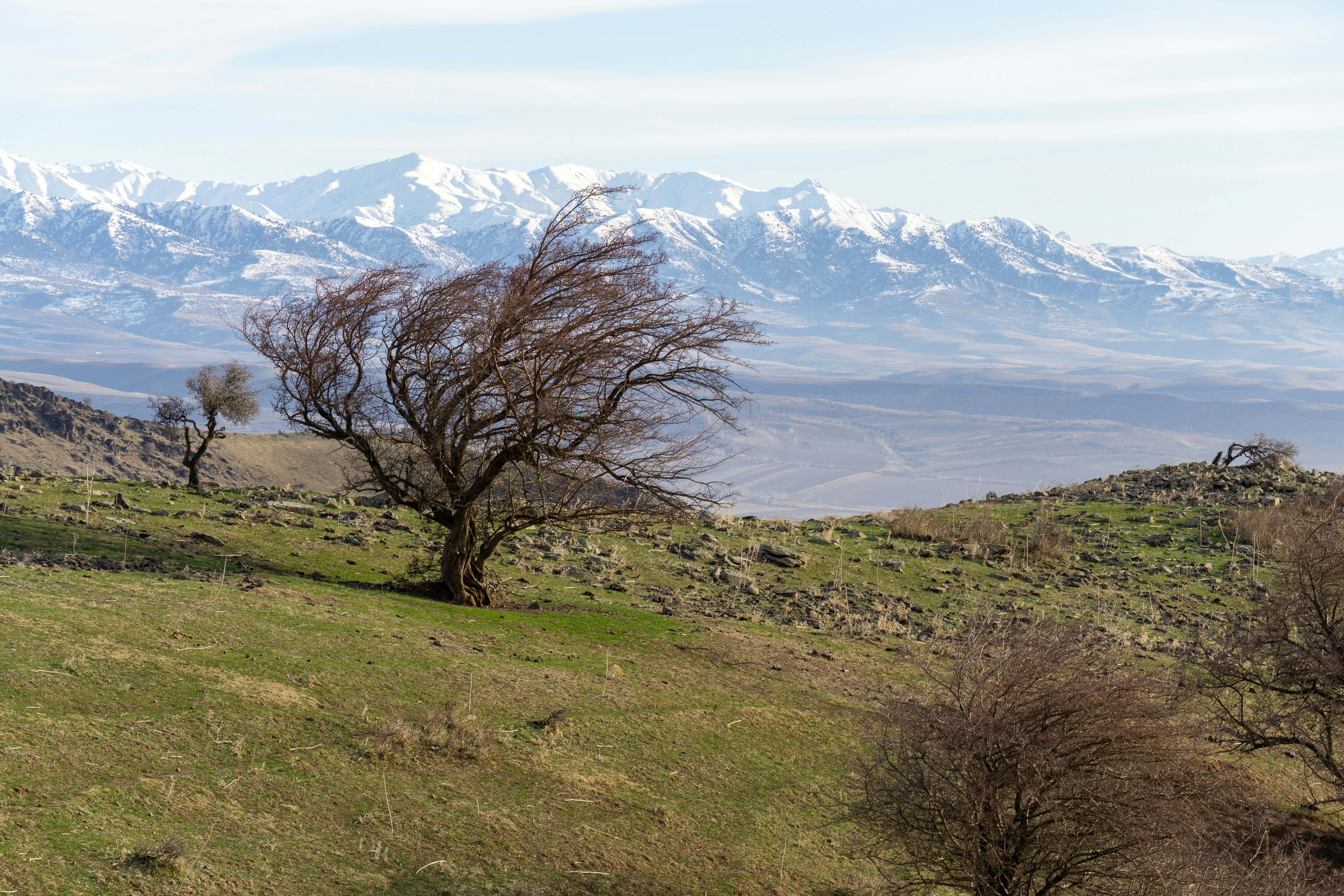 Wind-Sculpted solitary tree overlooking snow-dusted mountains