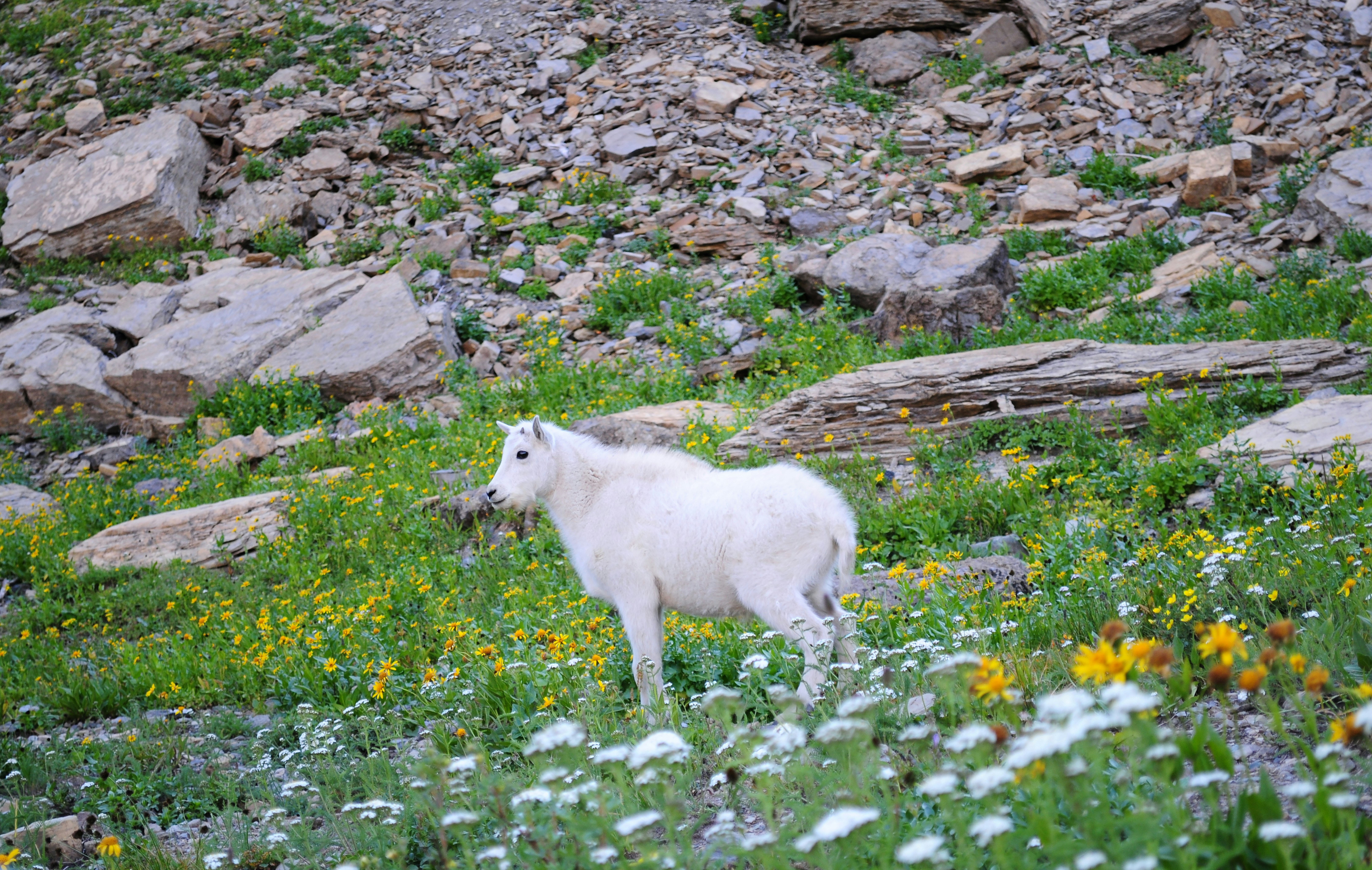 Snow-white Lupine Among Rocky Pastures