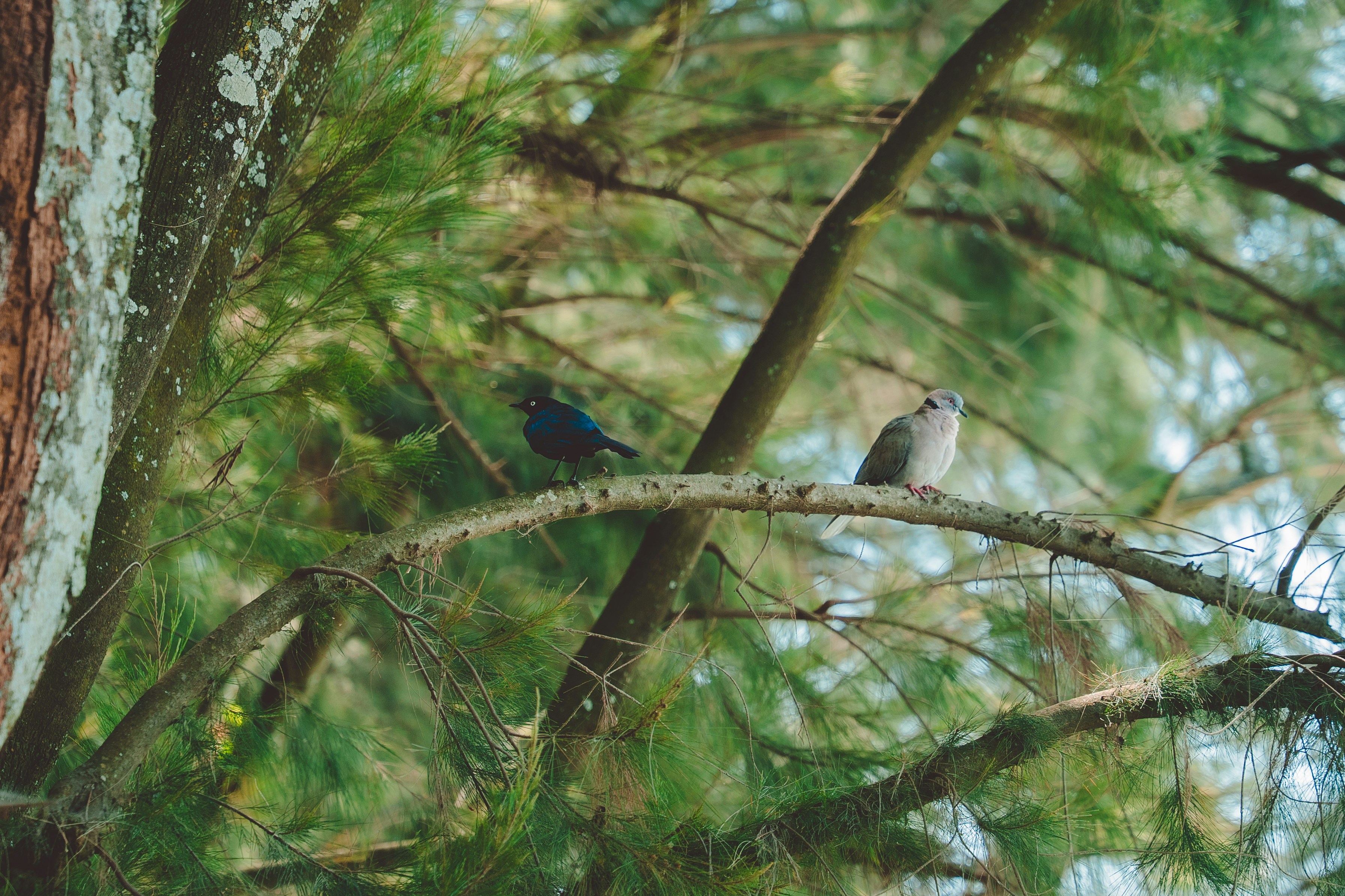 Twin Ember Warblers on a Lichen-Threaded Branch