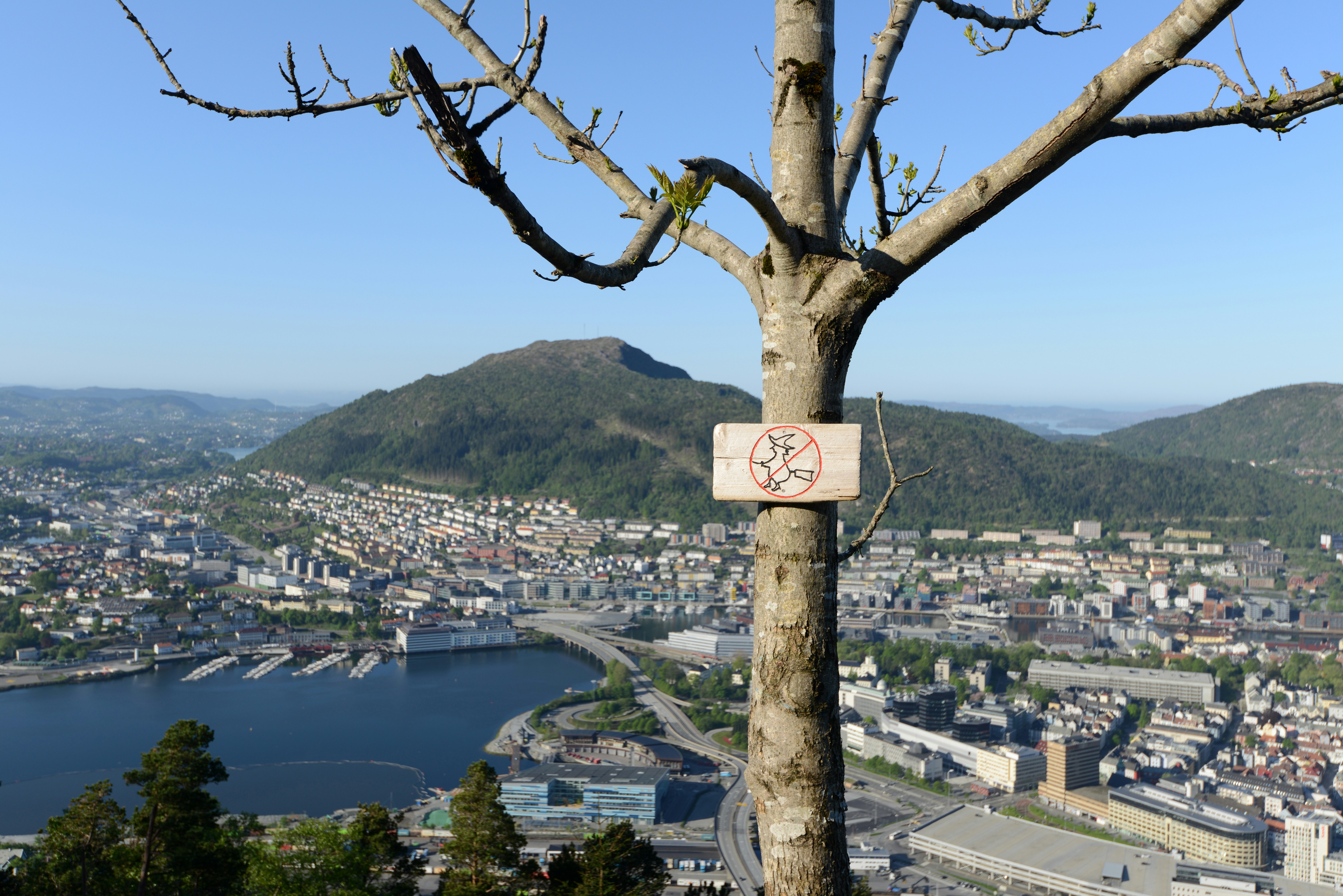 Vantage over the Valley: A Signpost in the Tree Marks the View