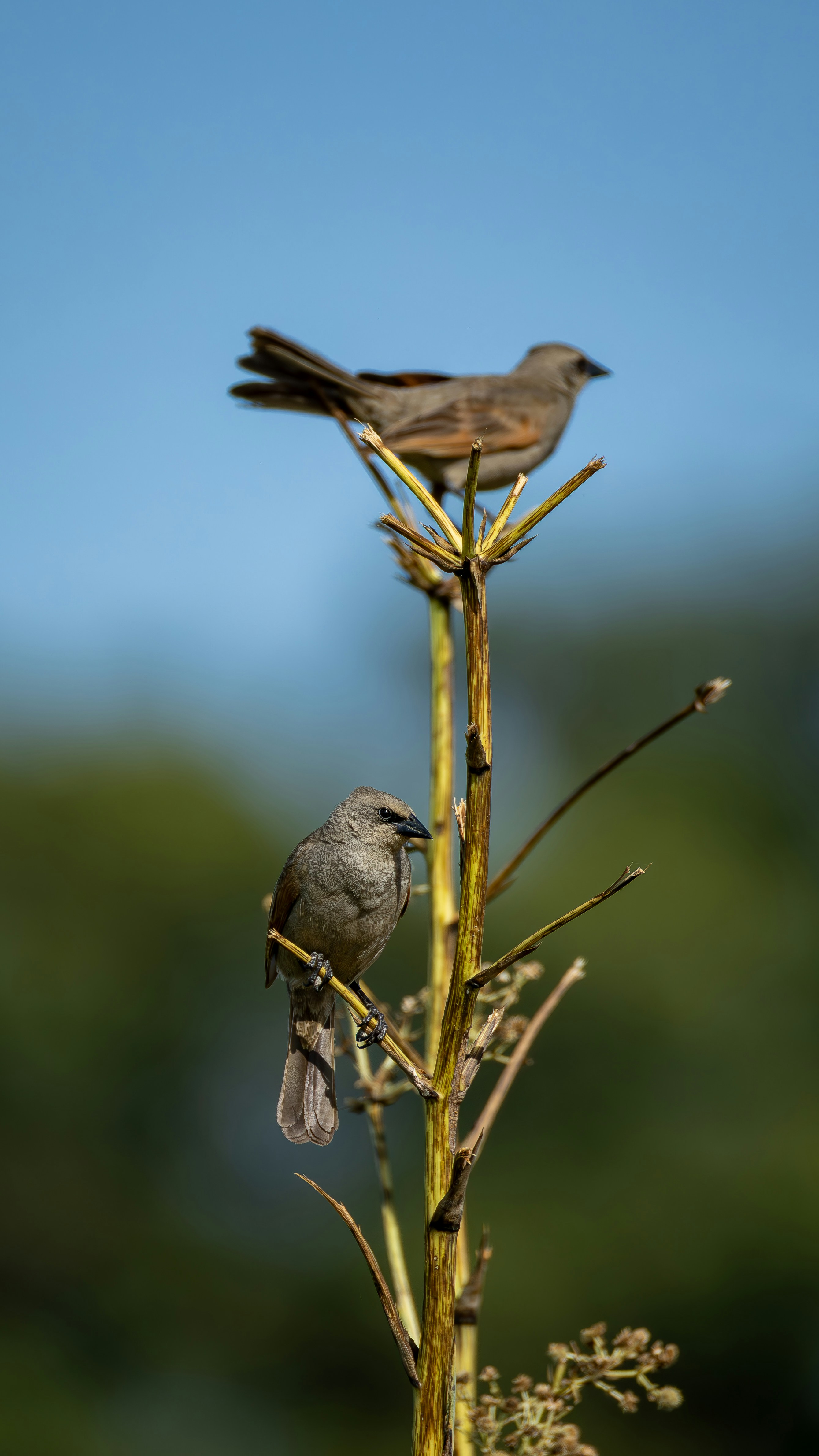 Perched Duo: A Grey Warbler Above and Behind a Seedhead