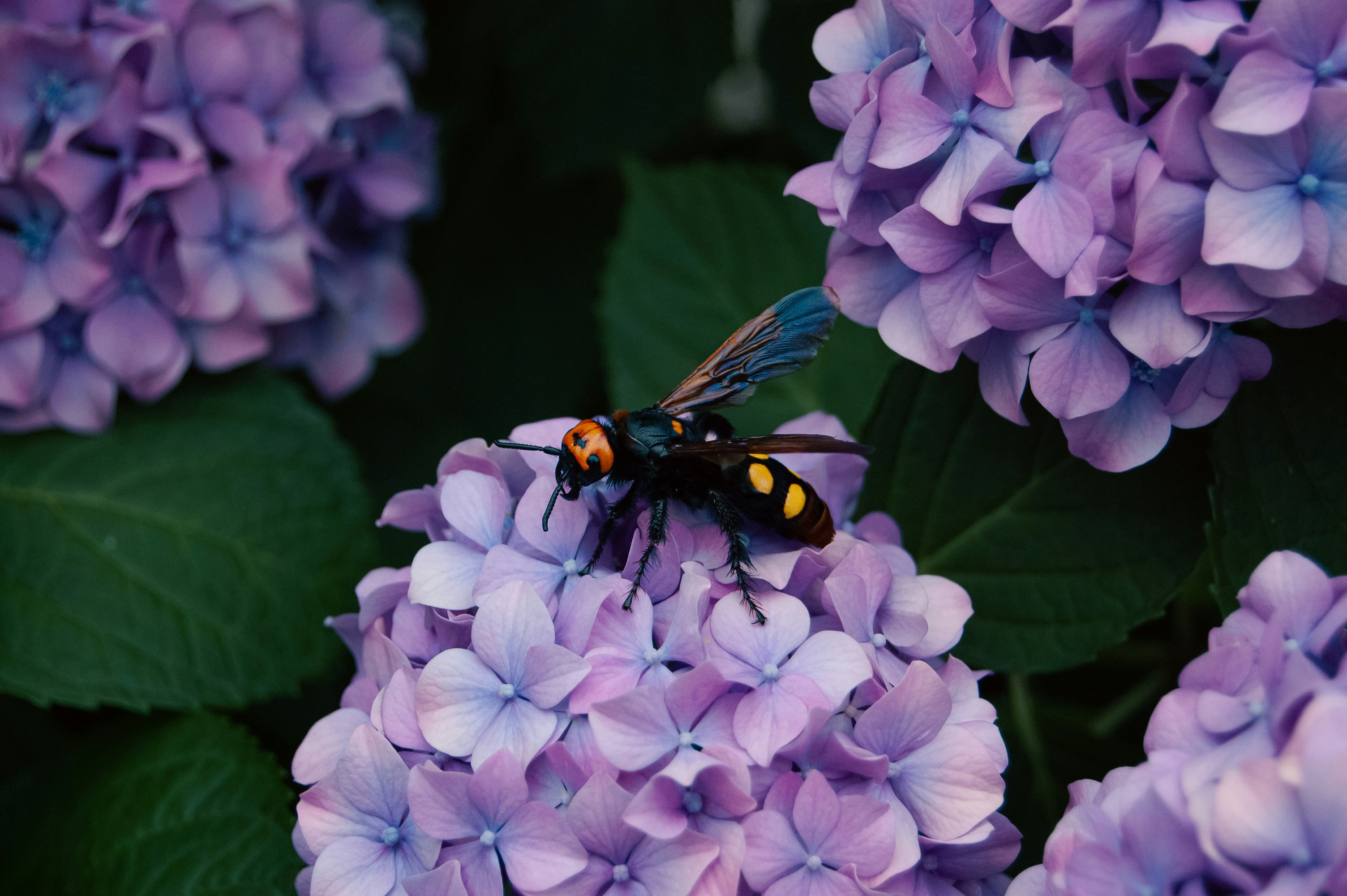Sunlit Wasp on Lavender Crown