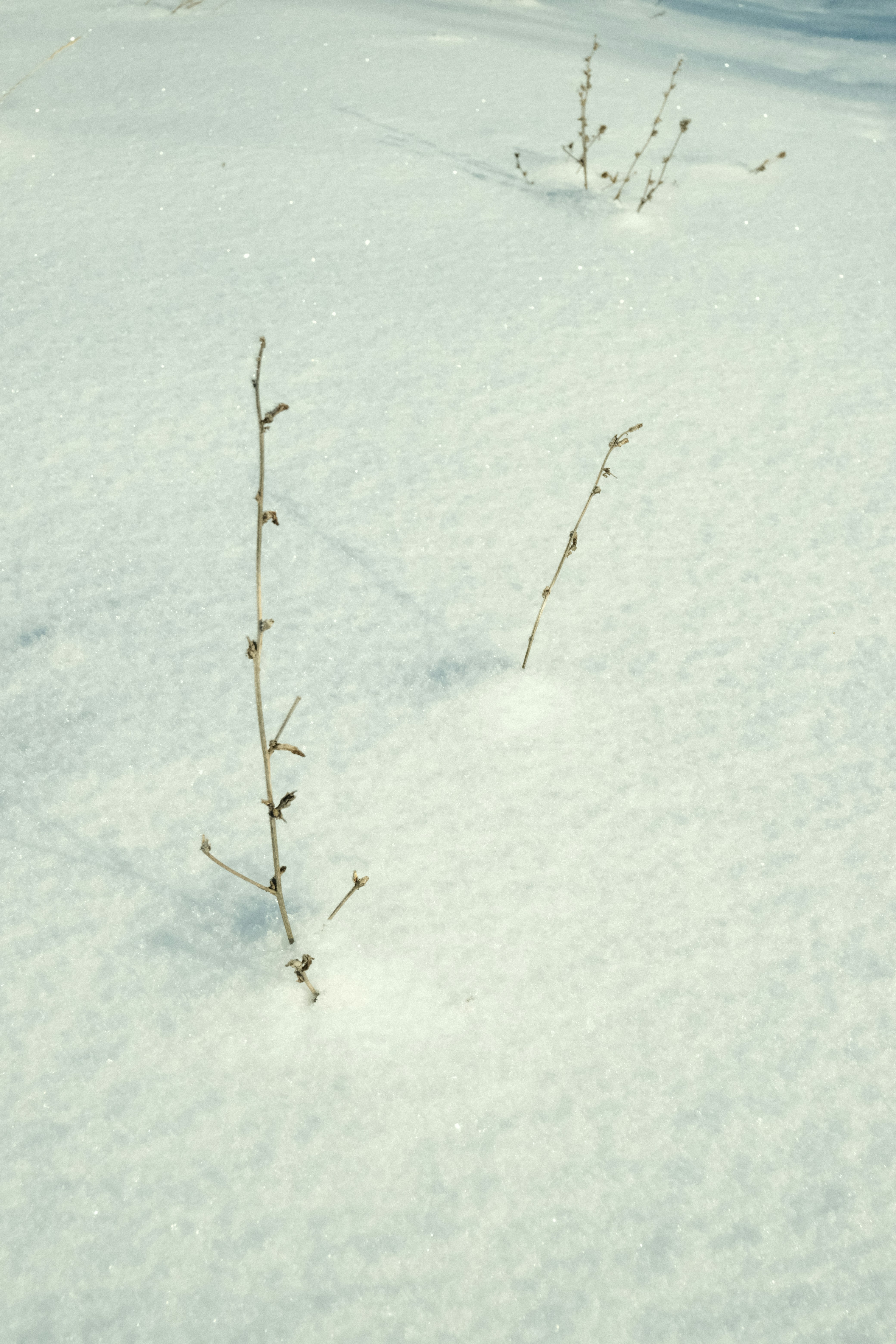 Dry branches poking through fresh fallen snow photo – Free Winter Image ...
