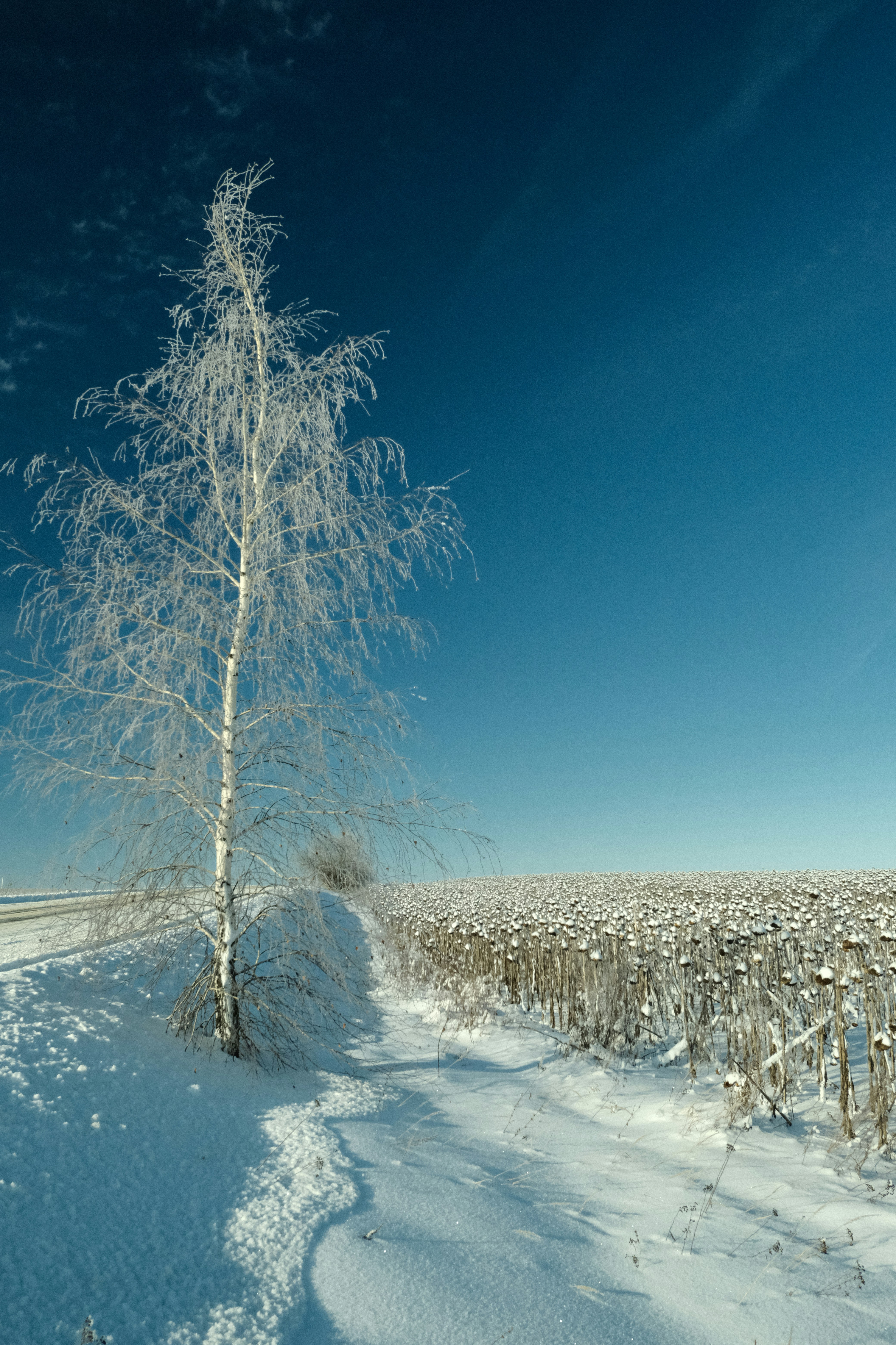 Snowbound Lone Tree Casting Shadows Across a Winter Field