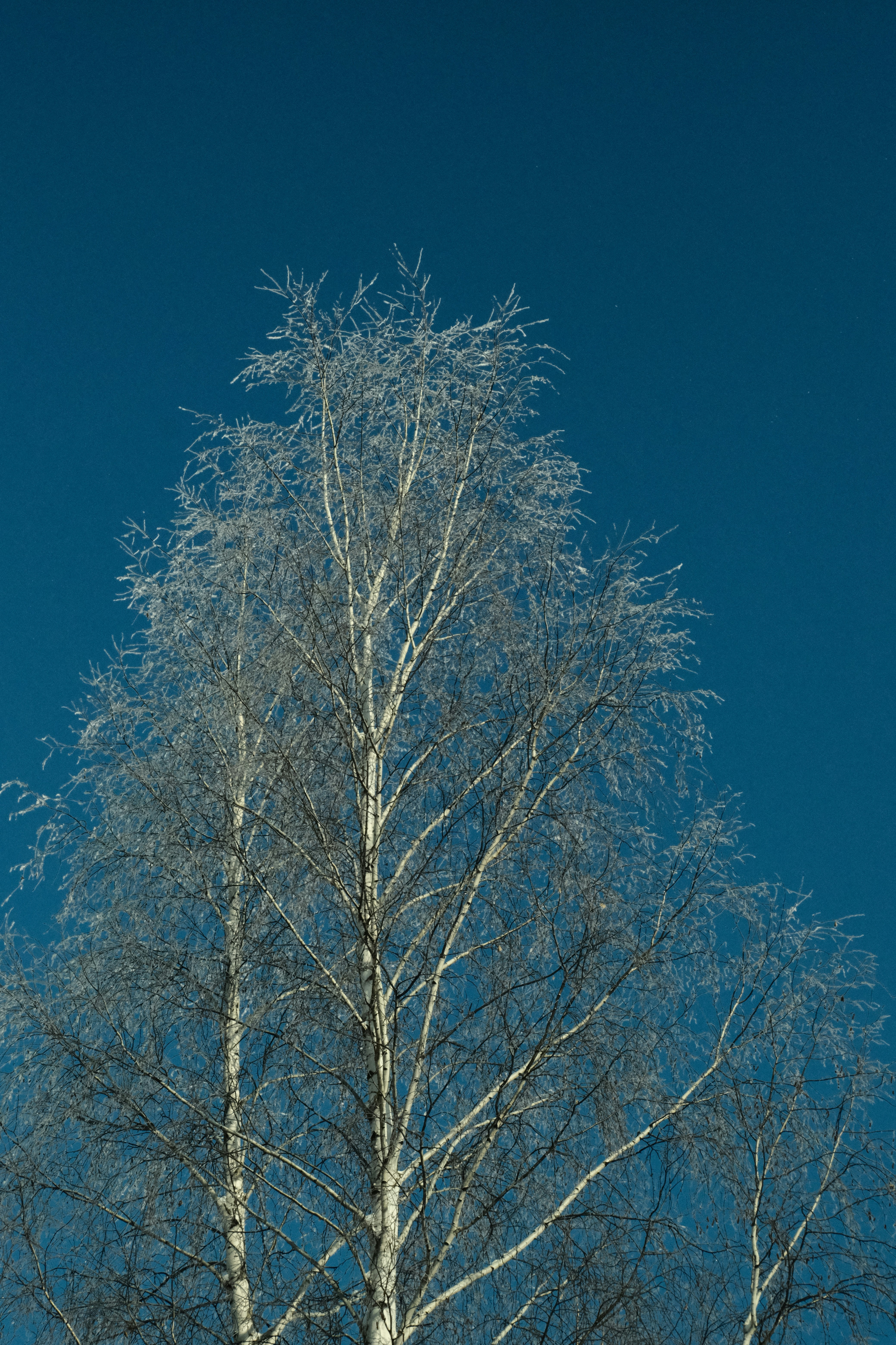 Willow against a cobalt sky: a solitary tree reaching upward