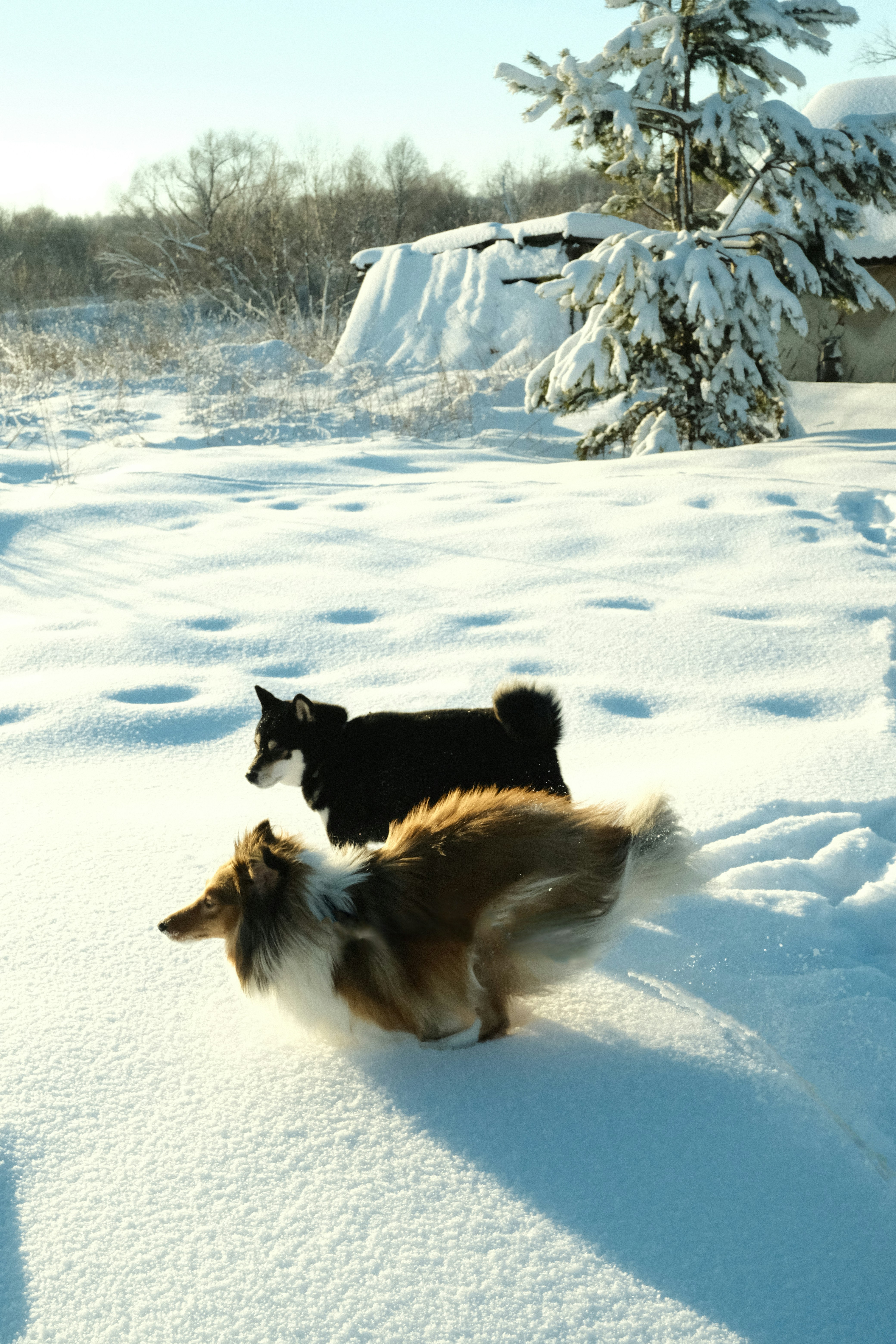Snowbound Canine Duo in a Quiet Winter Field