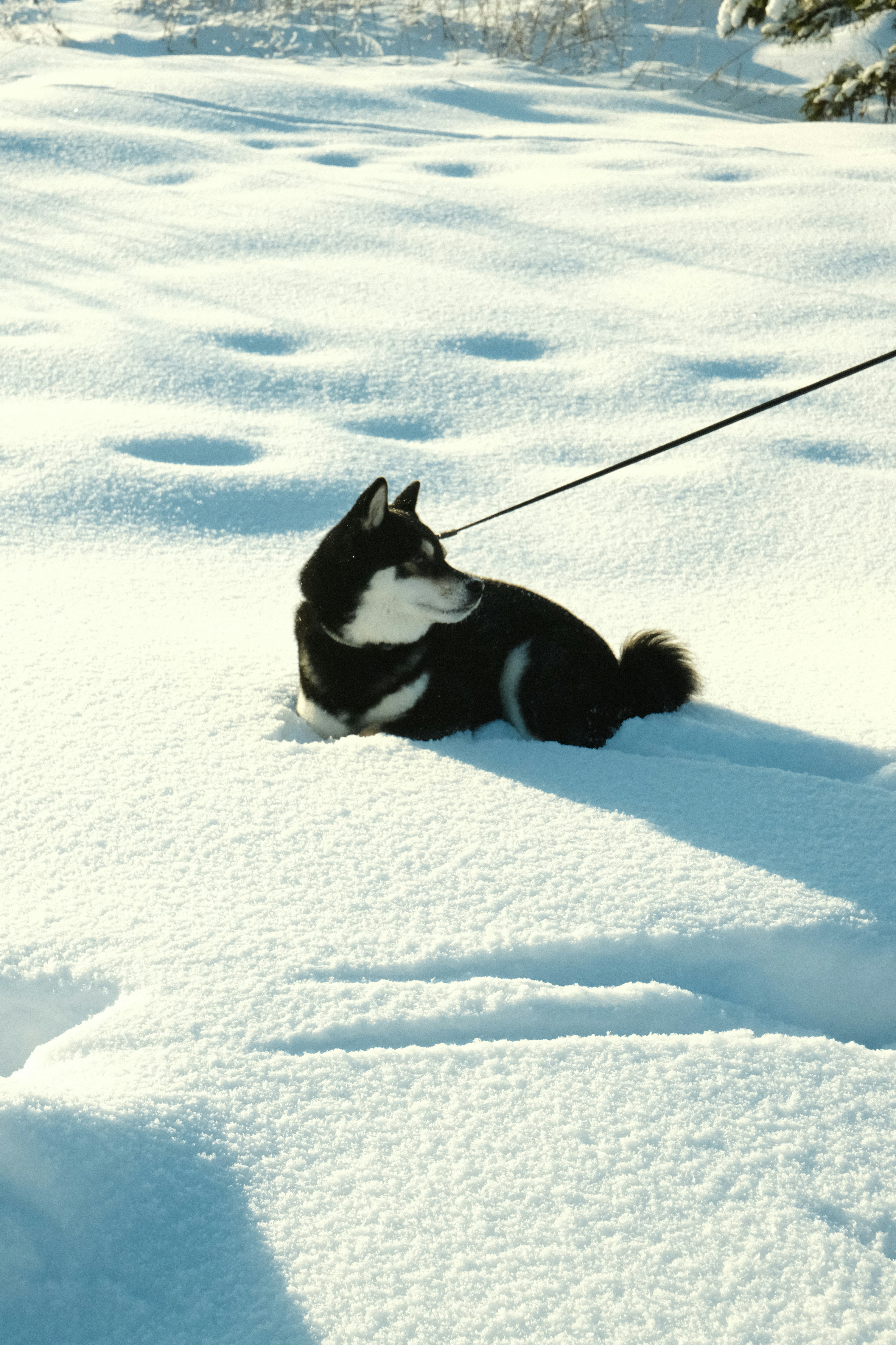 Snowbound Pup: A Black-and-White Companion Resting in Quiet Dunes