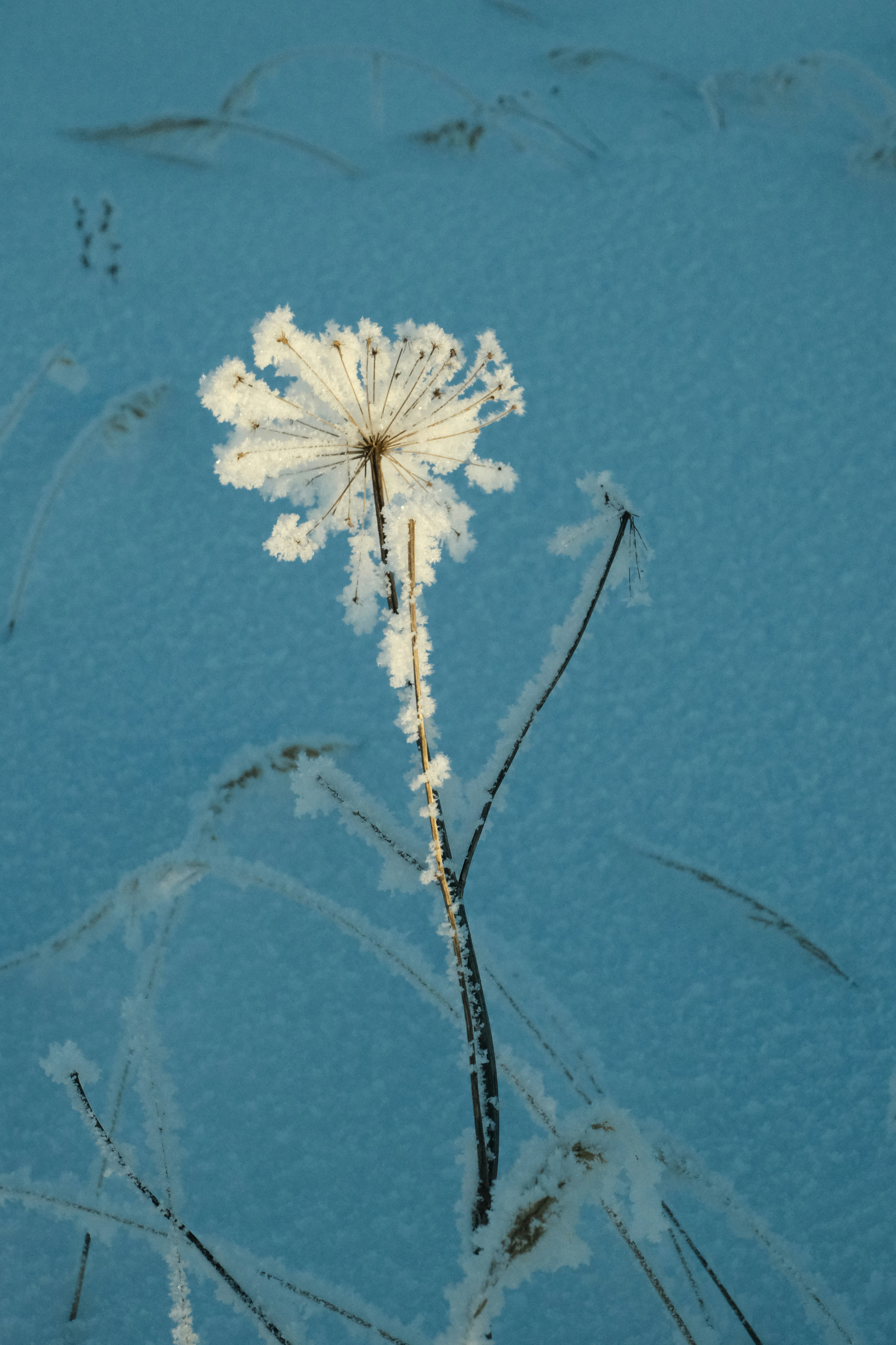 A frosted flower stands out against snow. photo – Free Winter Image on ...