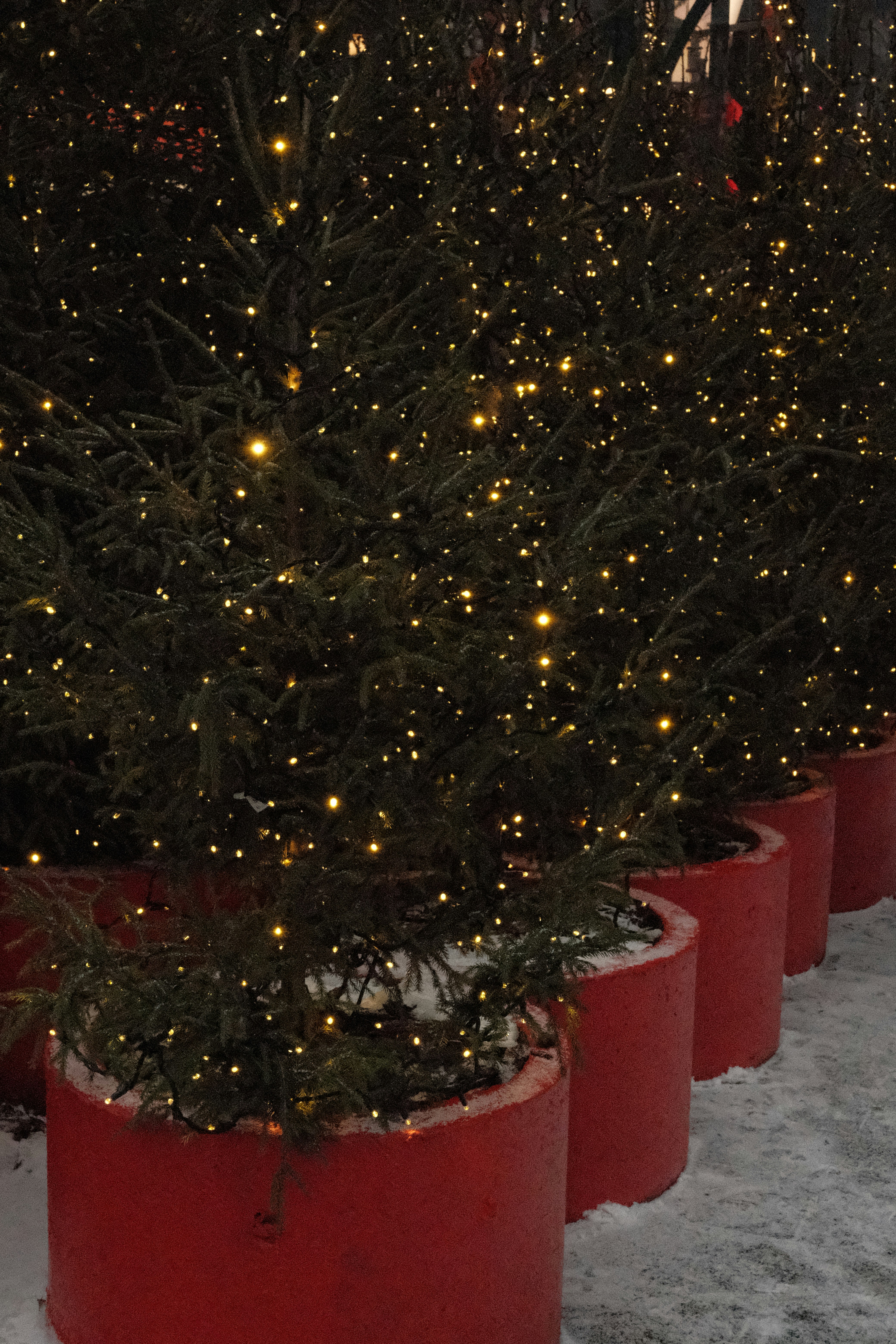 Twinkling Trees in Red Planters under Winter Night