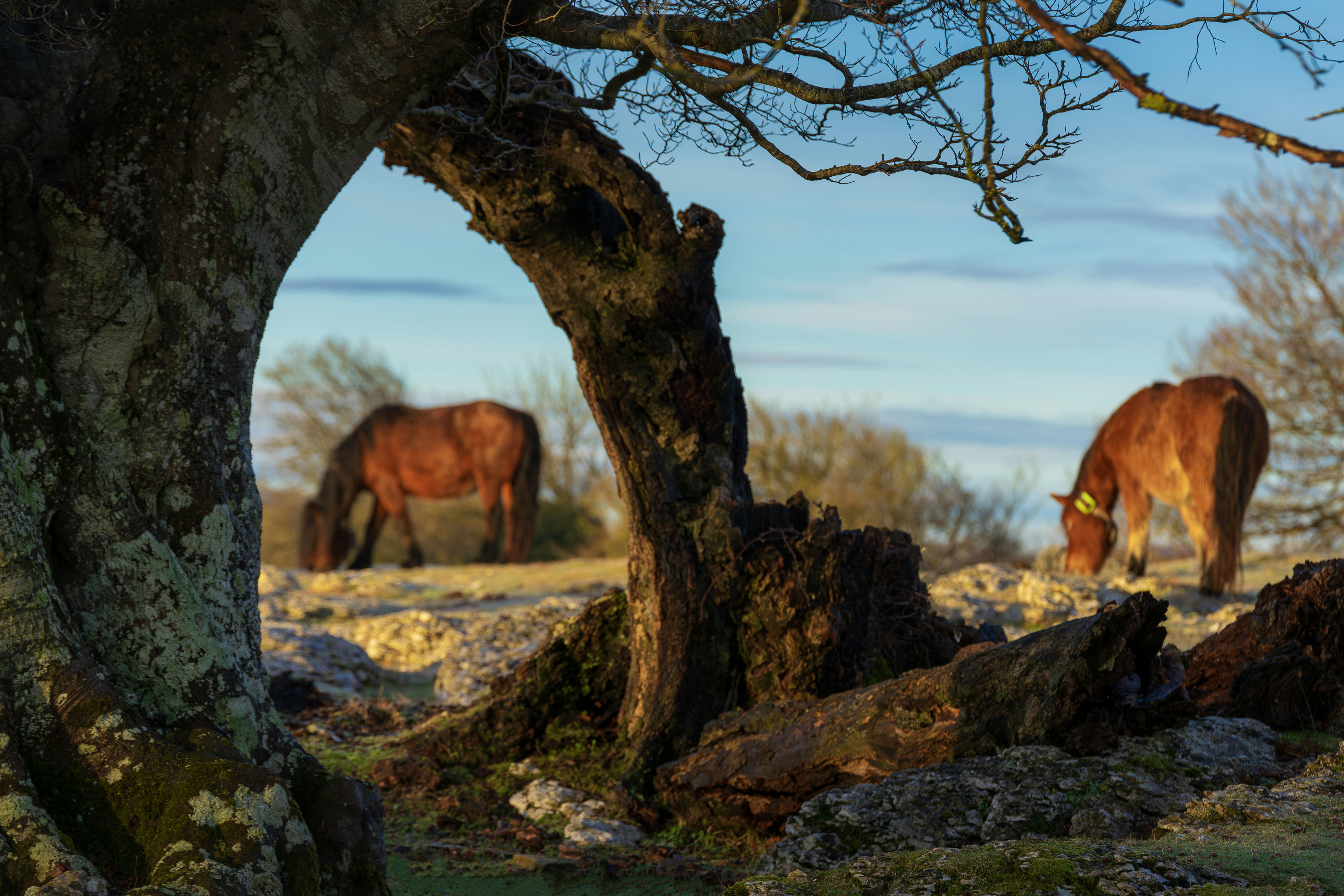 Sunlit Horses Beyond the Ancient Branch