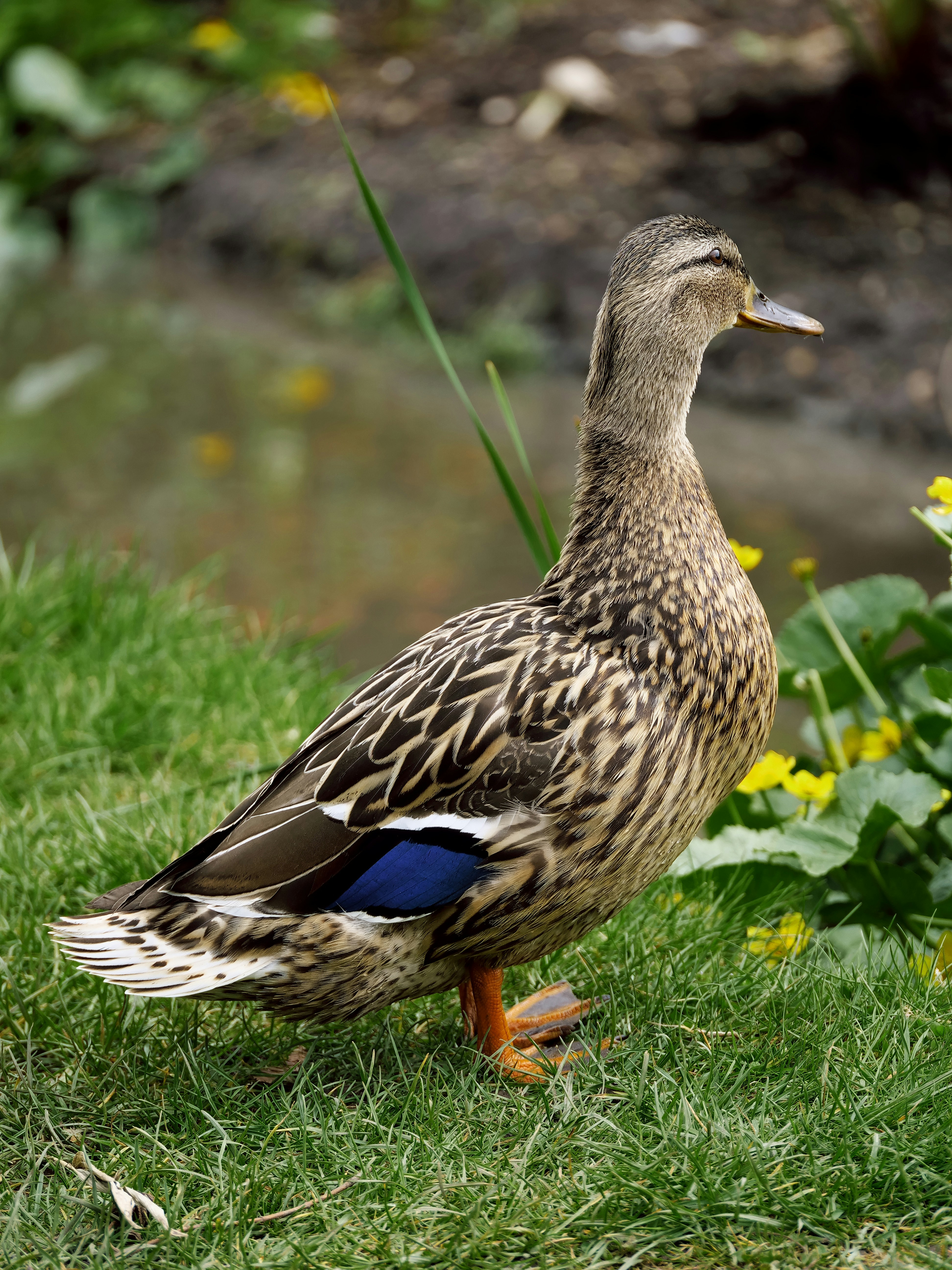 Blue-winged Duck in a Quiet Riverside Meadow