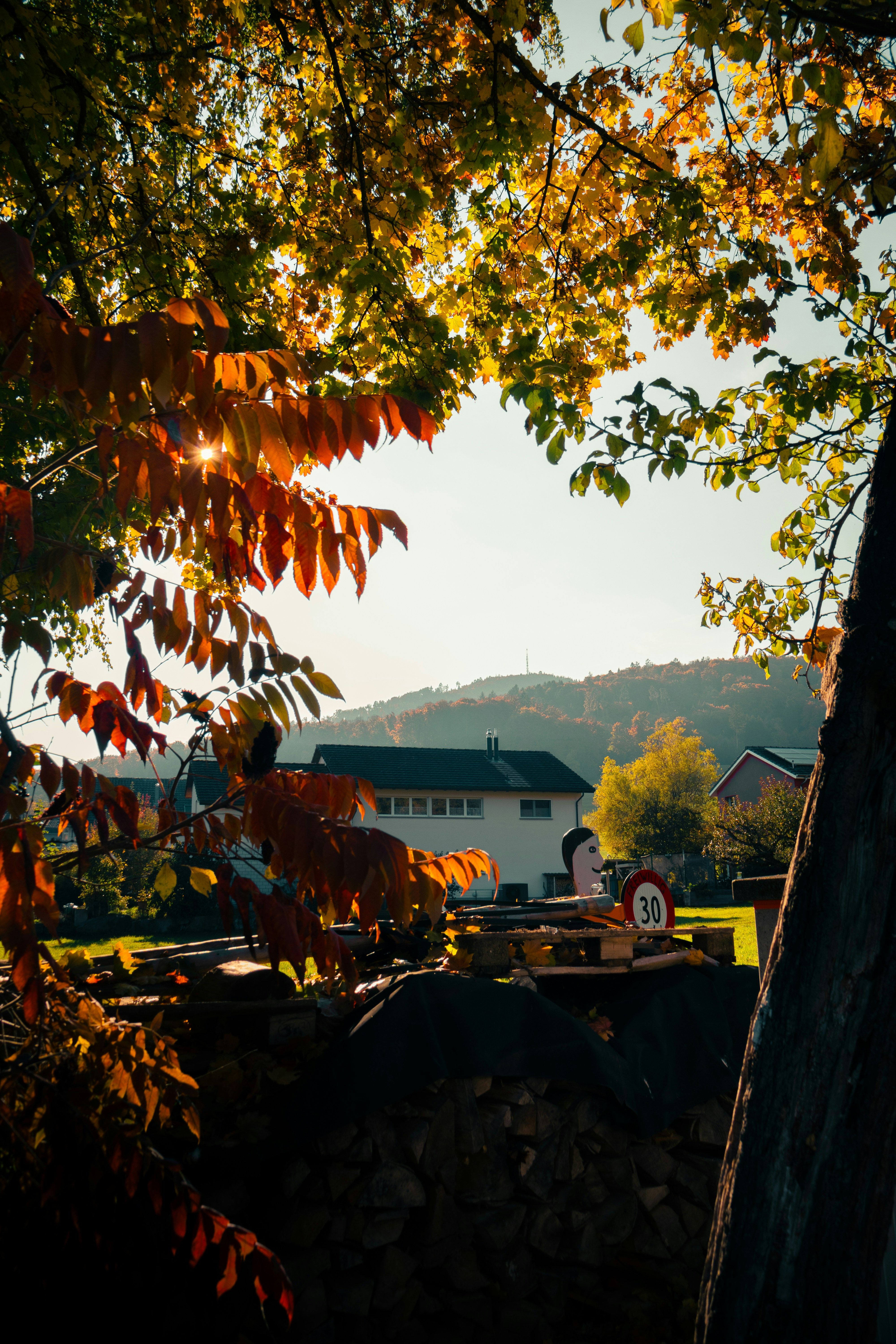 Autumn Sunlight Through Vines Over a Quiet Village