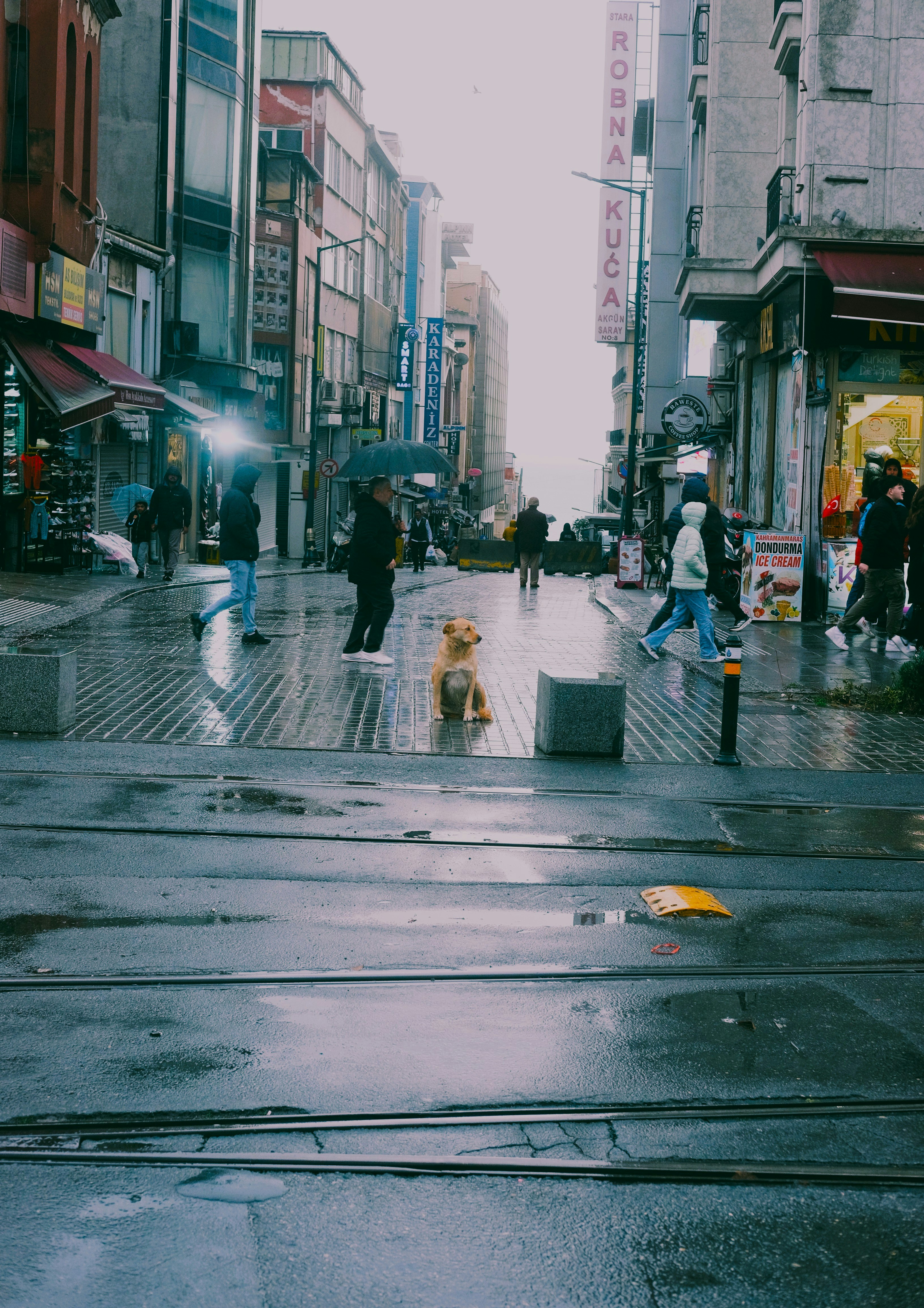 Golden Retriever Waiting in Rain Along a Busy Street