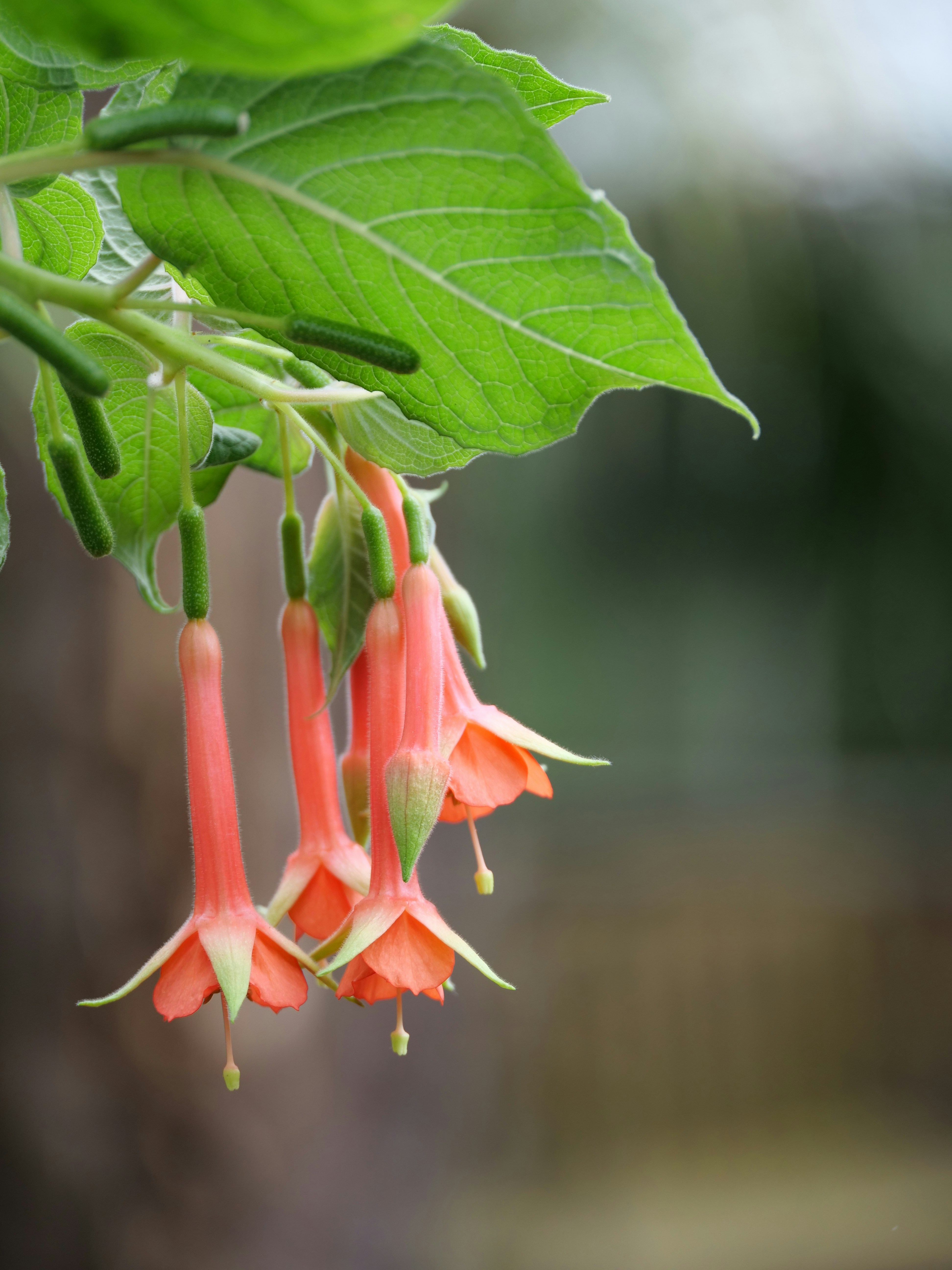 Coral-pink bells: a cluster of hanging fuchsia flowers against soft garden backdrop