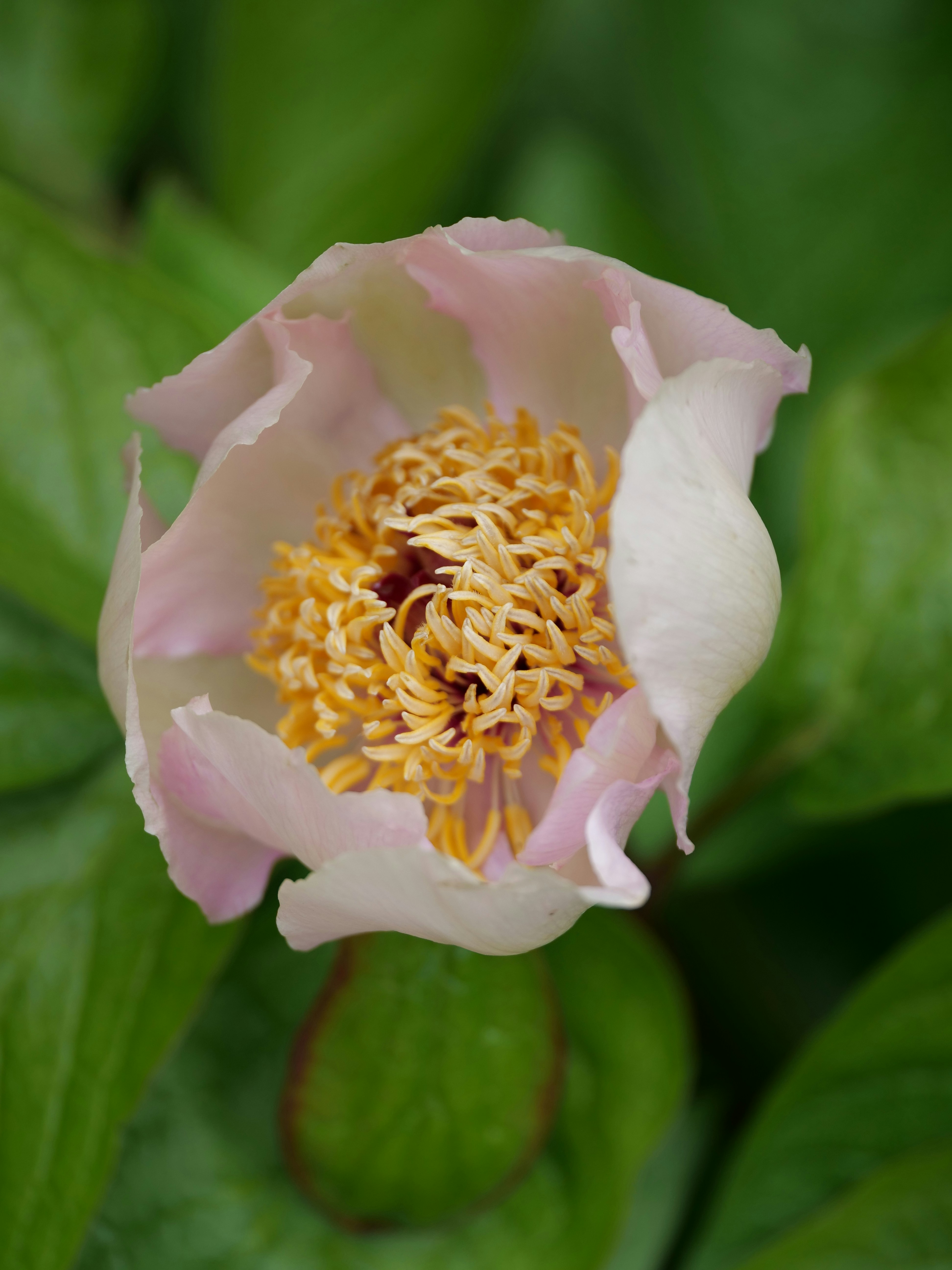 Center Bloom: Soft Pink Peony Unfolding in Green Harbor
