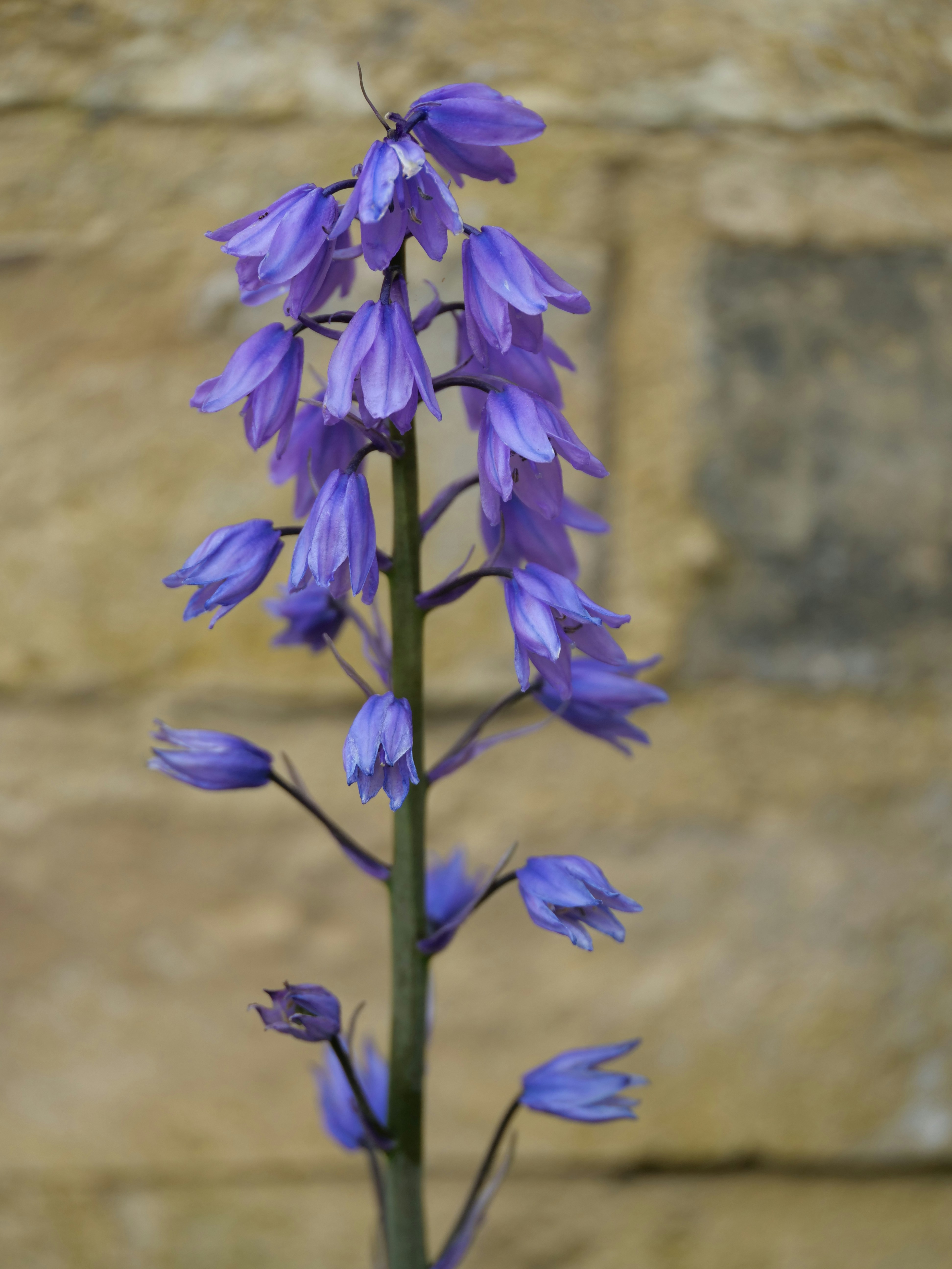 Lavender Spike in Focus: A Portrait of a Purple Bloom Against Stone