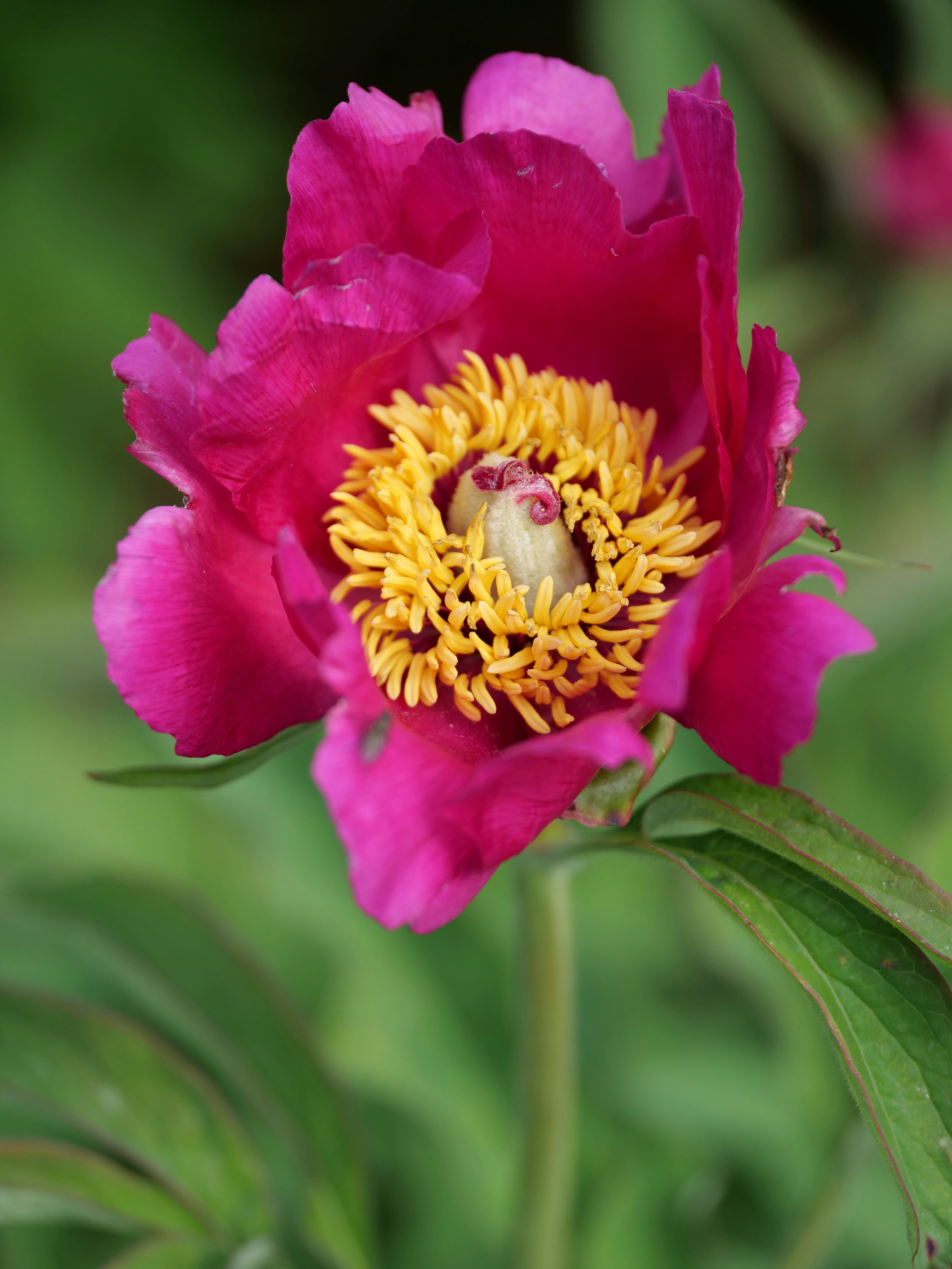 Crimson Bloom: Golden Hearts Within a Peony
