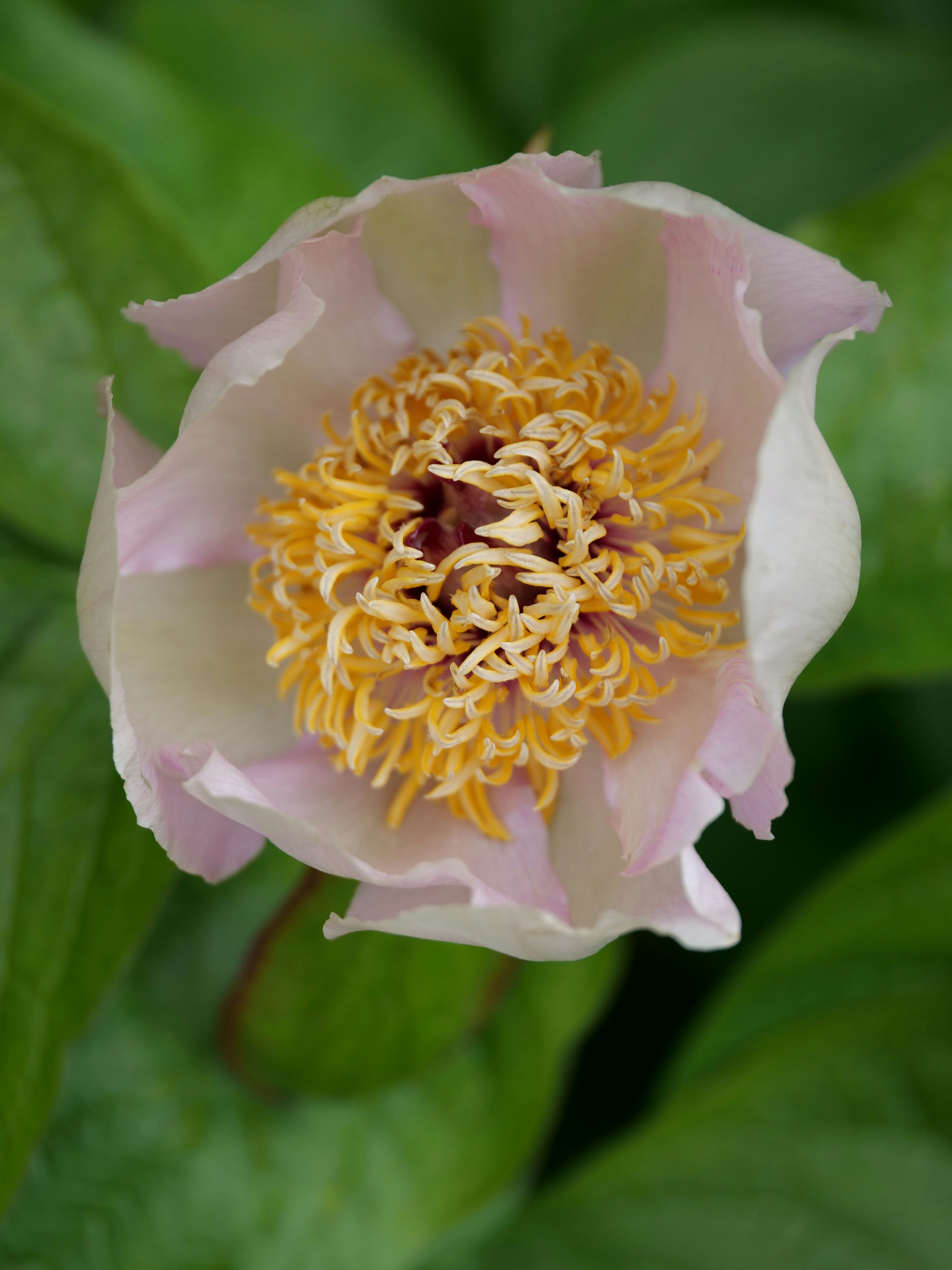 Center Bloom: a pale-pink peony unfurling its golden heart
