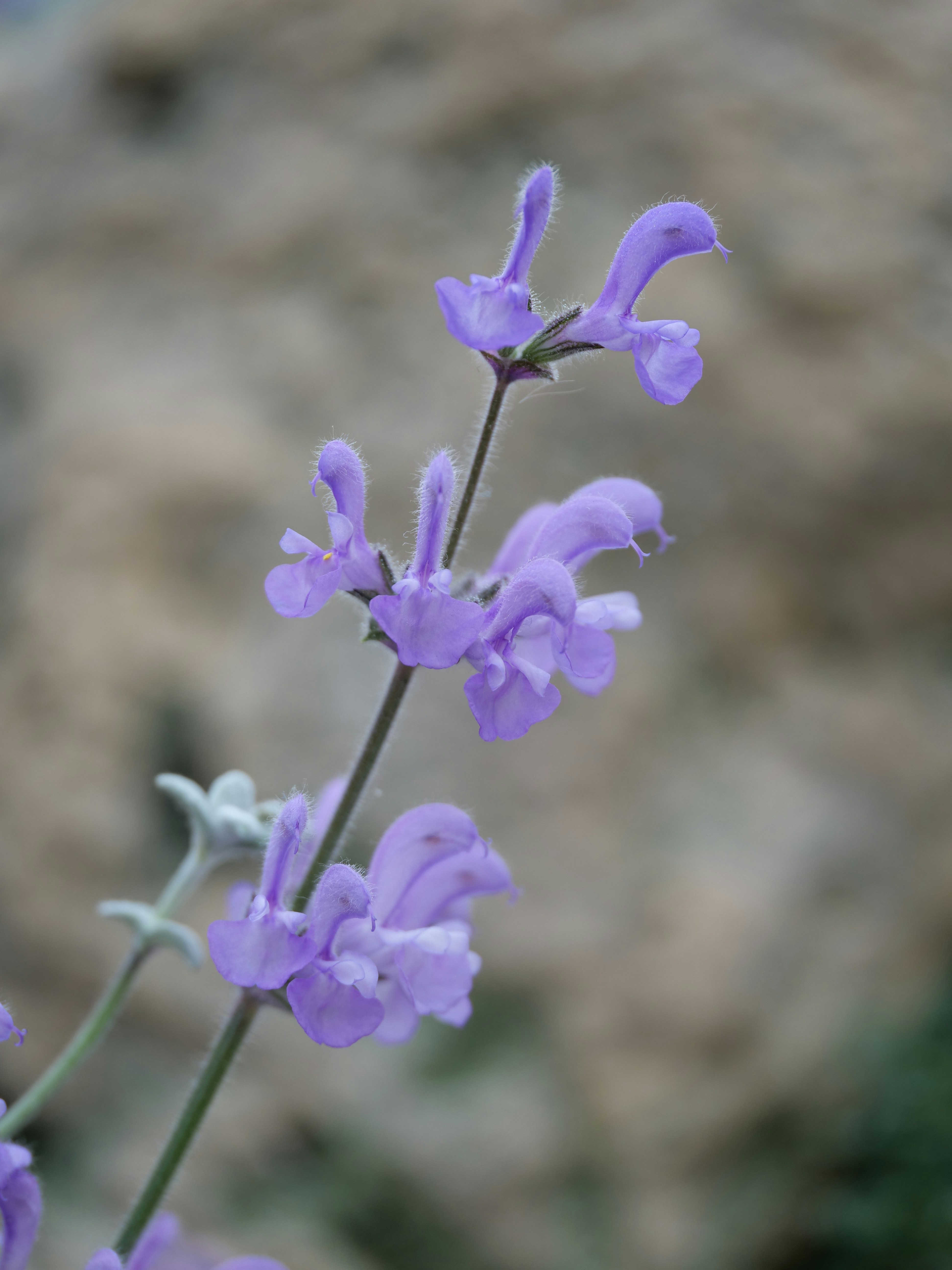 Violet Spike: a delicate spray of lavender blooms against a rocky backdrop