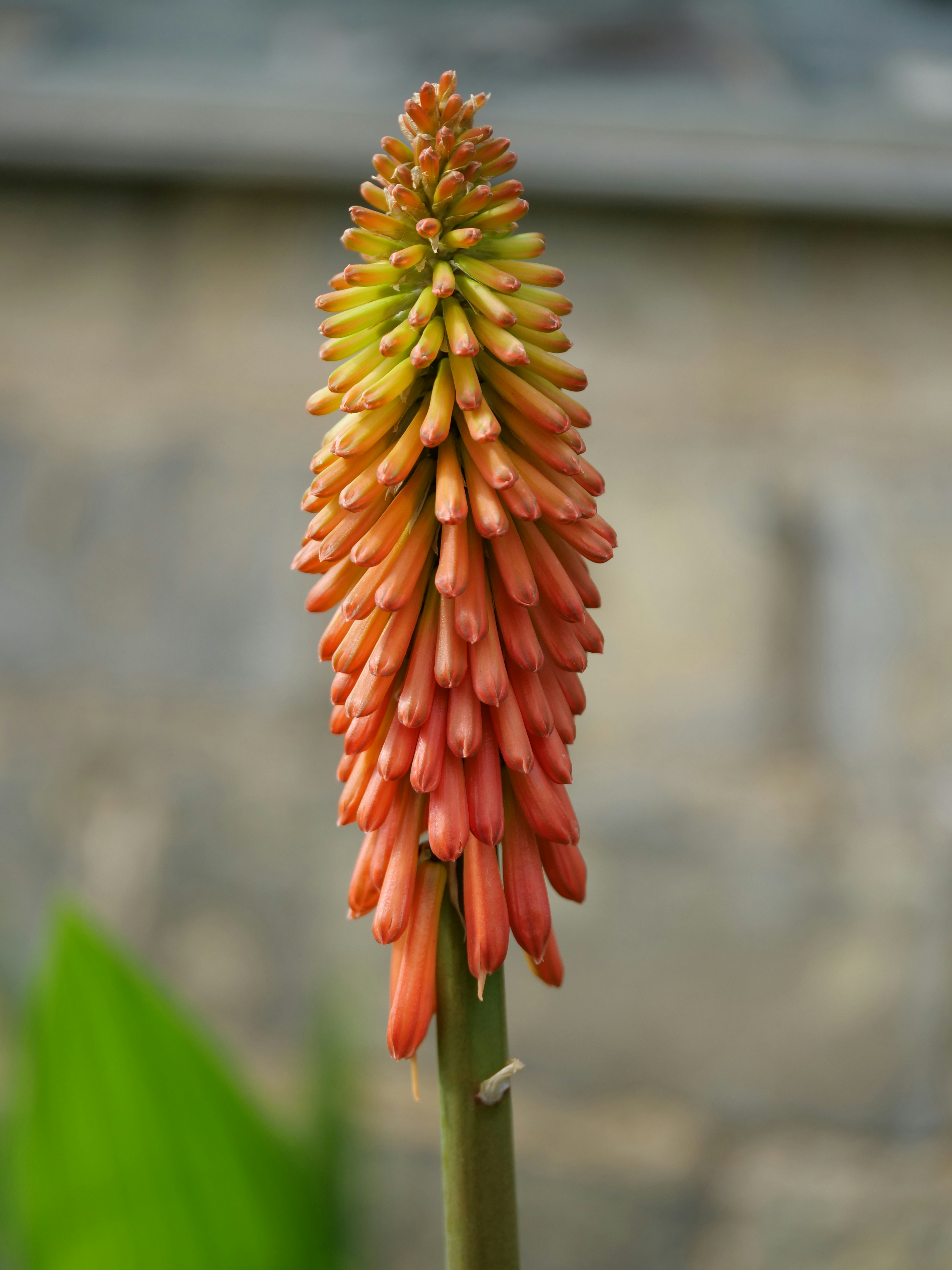 Flame-crest Bloom: a close-up of a tropical heliconia spike rising from a blurred backdrop