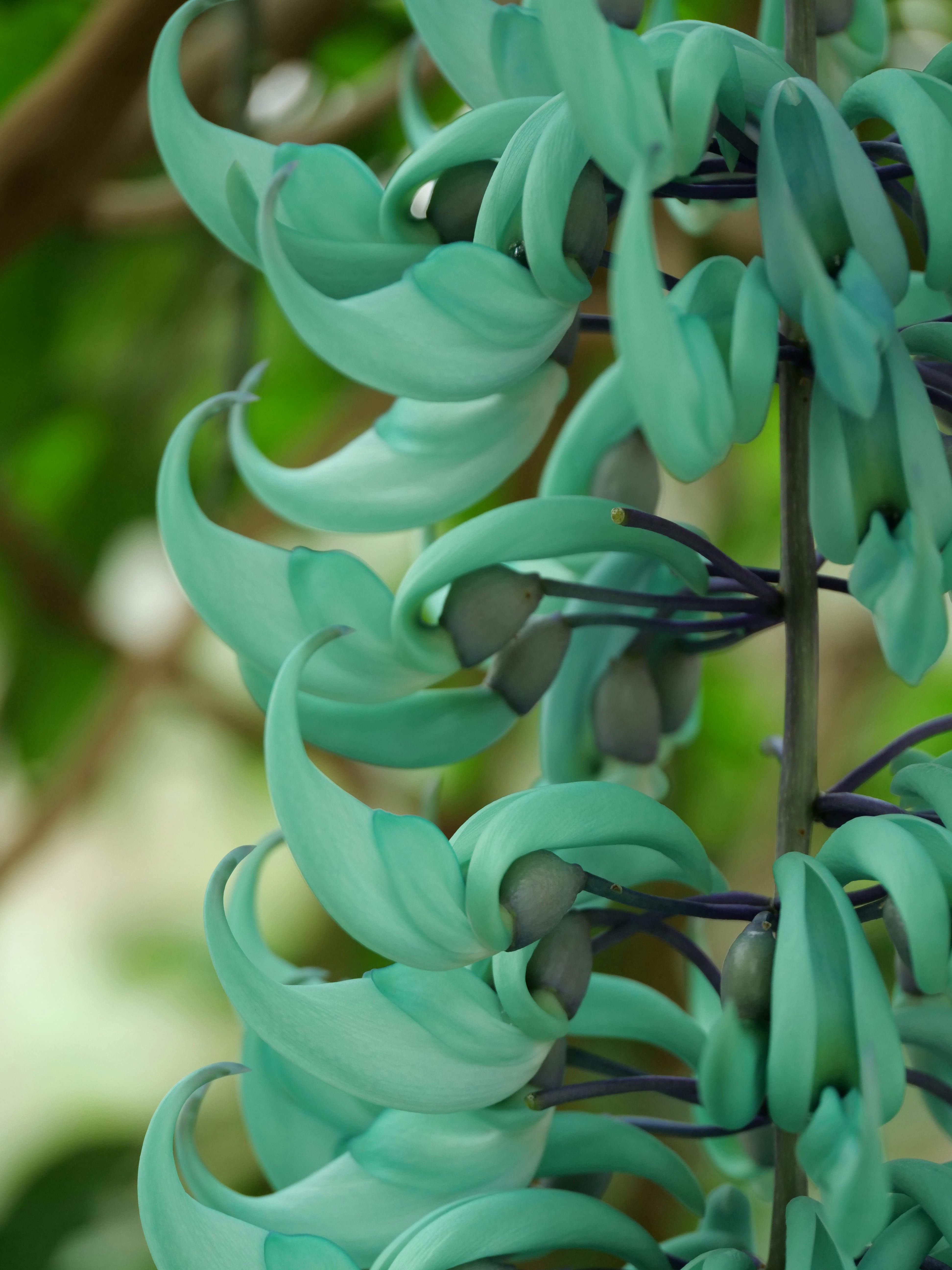 Emerald Spiral: A Close-Up of Turquoise Floral Chains