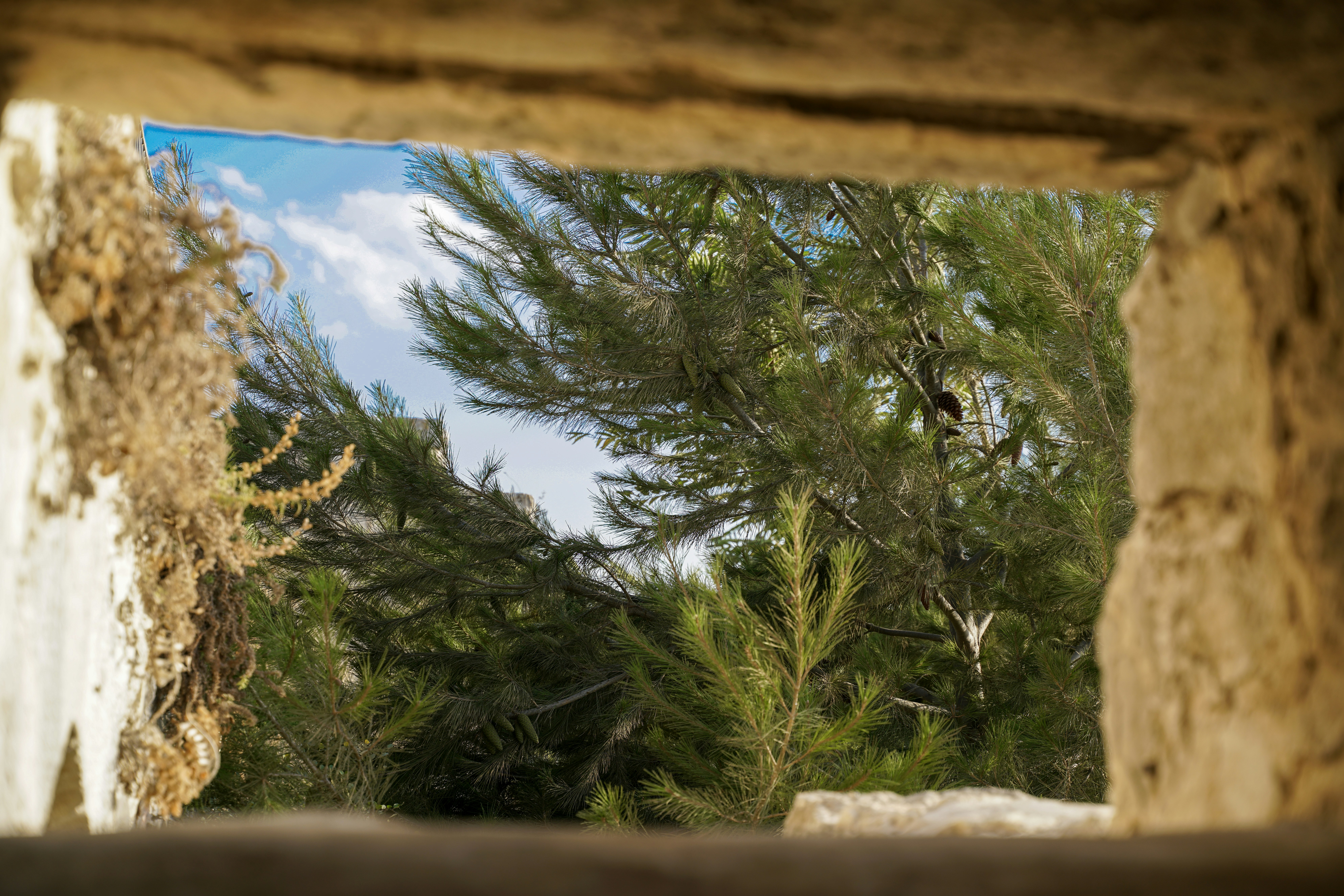 Verdant View Through a Stone Framed Window