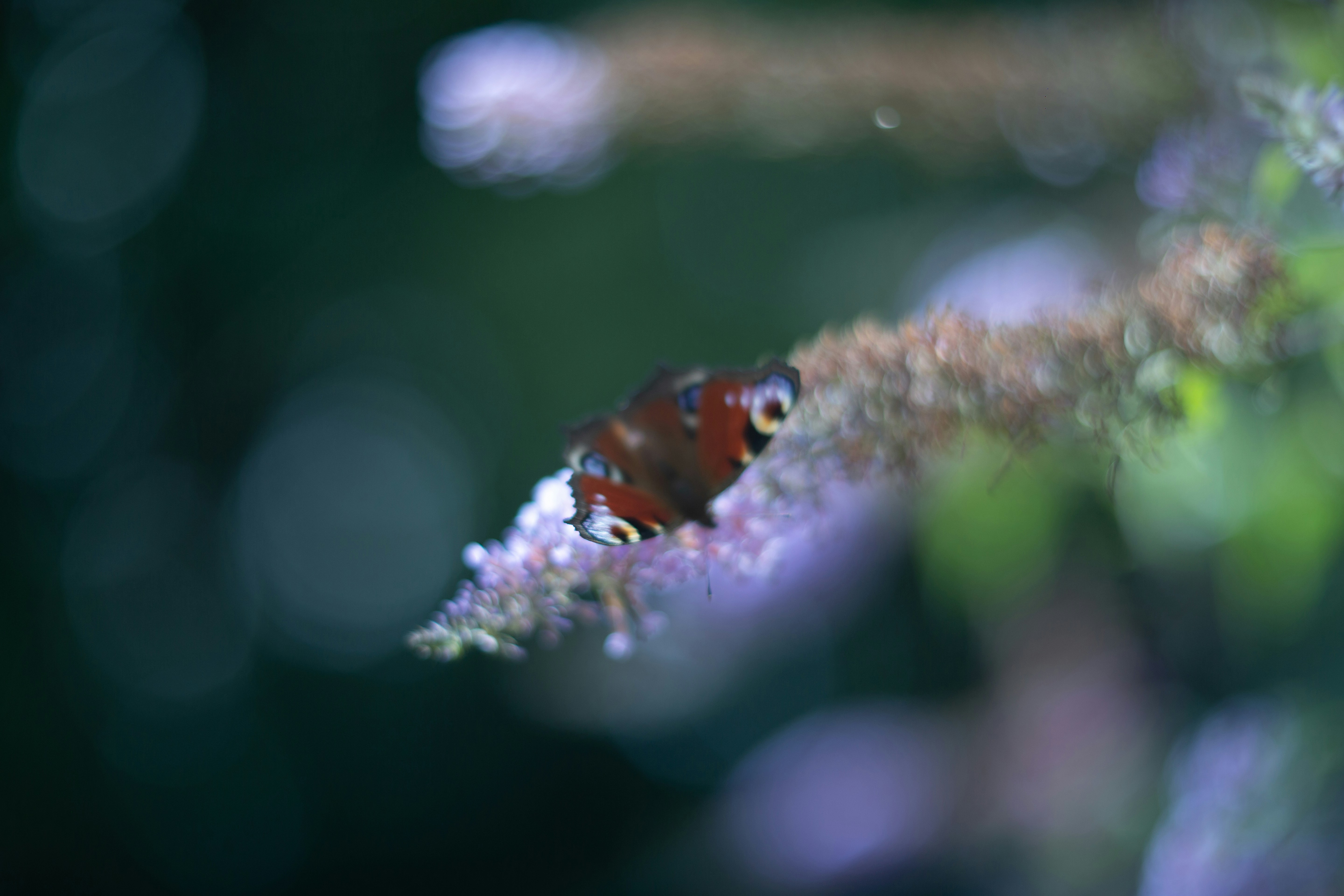 Flame Butterfly on Lavender Edge