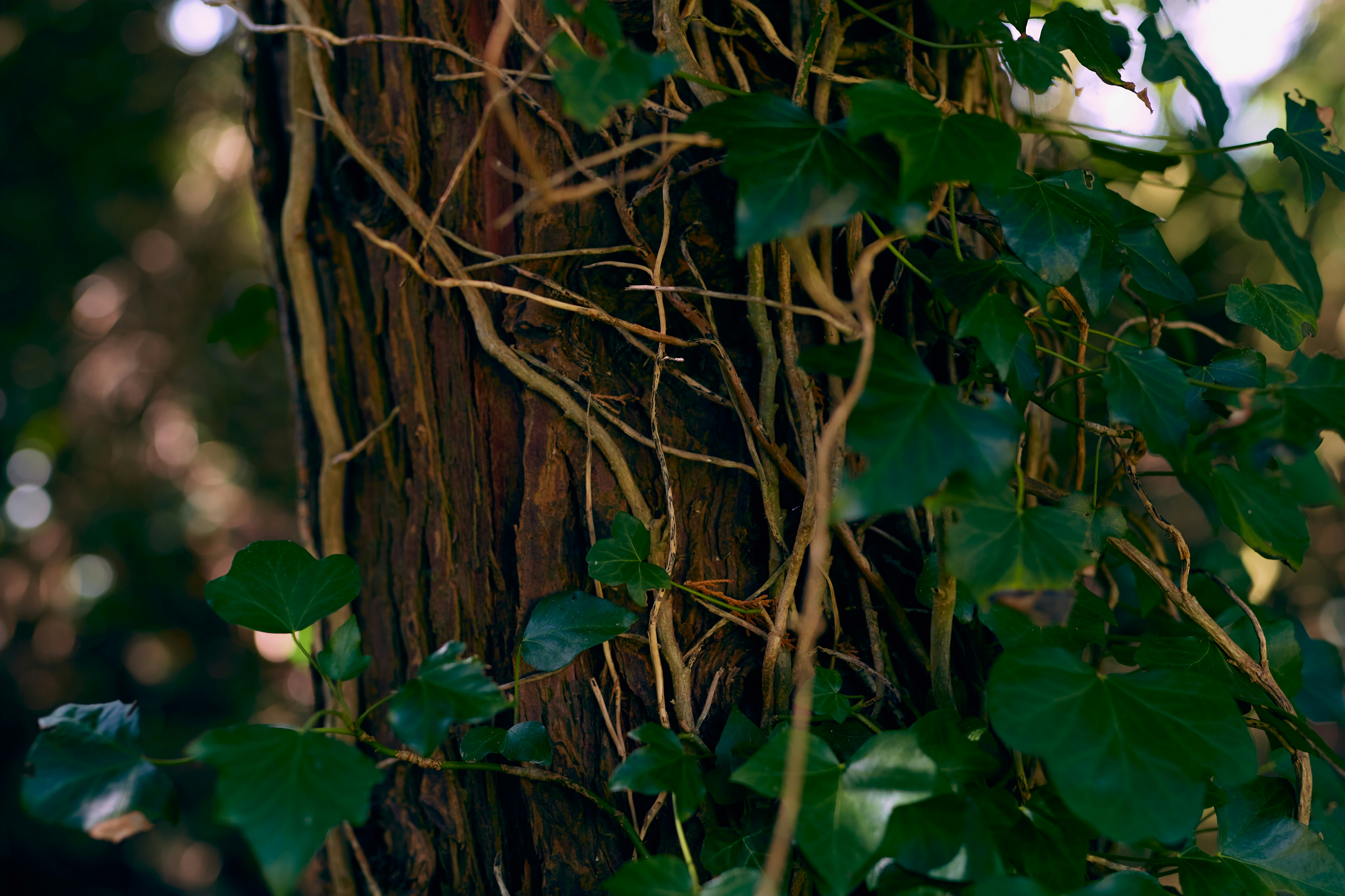 Vines Climbing a Weathered Trunk: Green Quiet on a Forest Wall