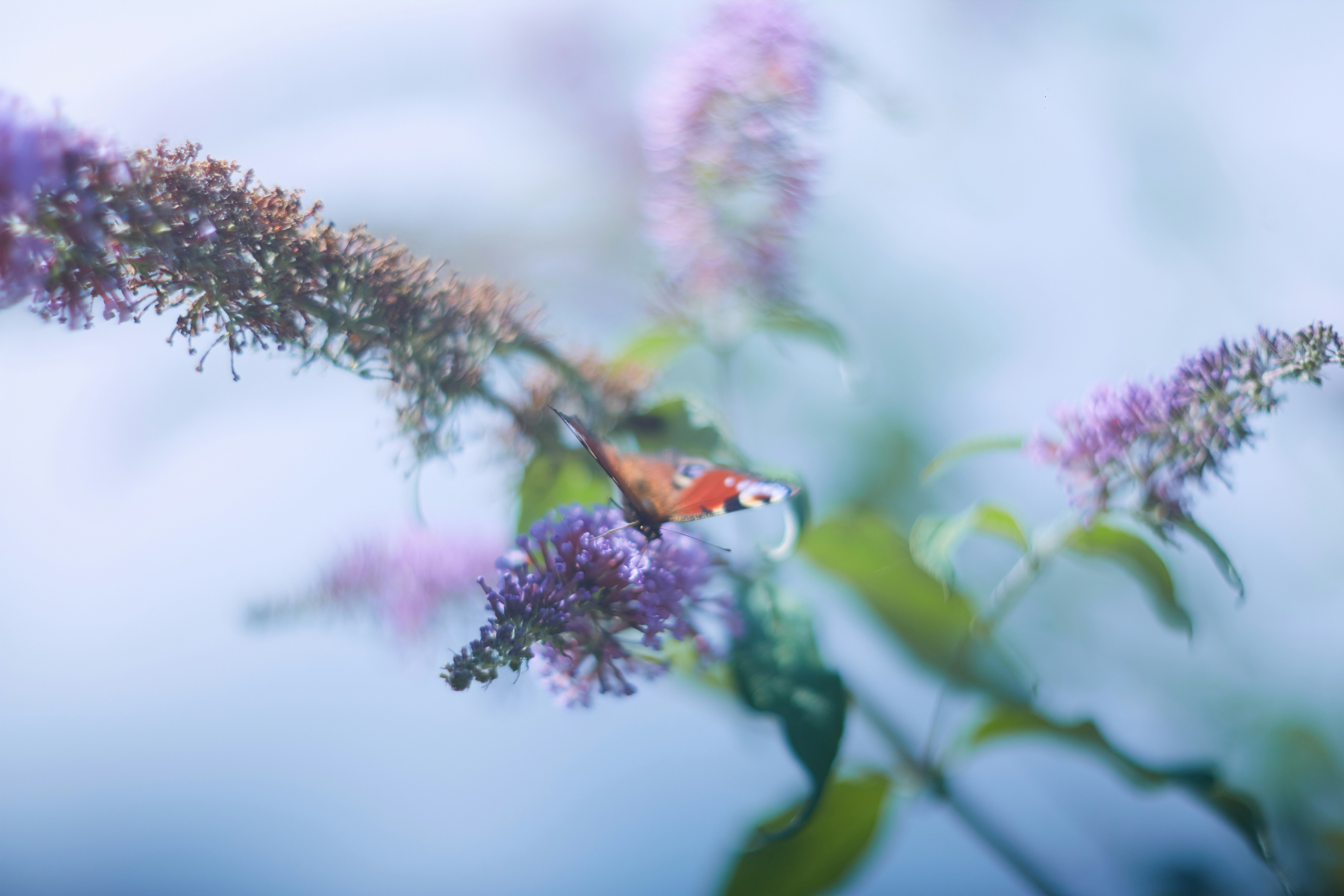 Hovering on Lavender: A Tiny Red Diva in Soft Focus