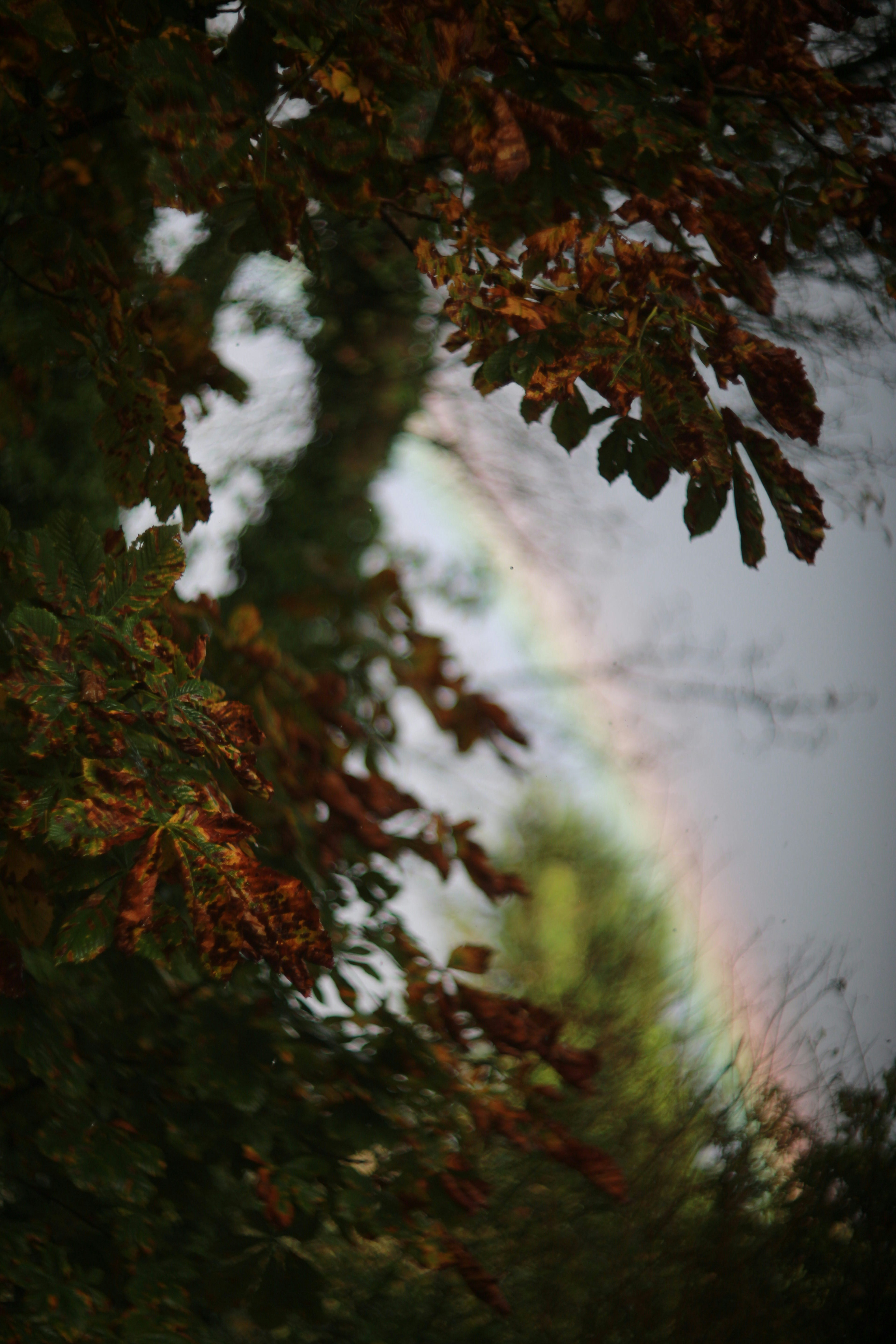 Autumn Leaves and a Faint Rainbow Arc