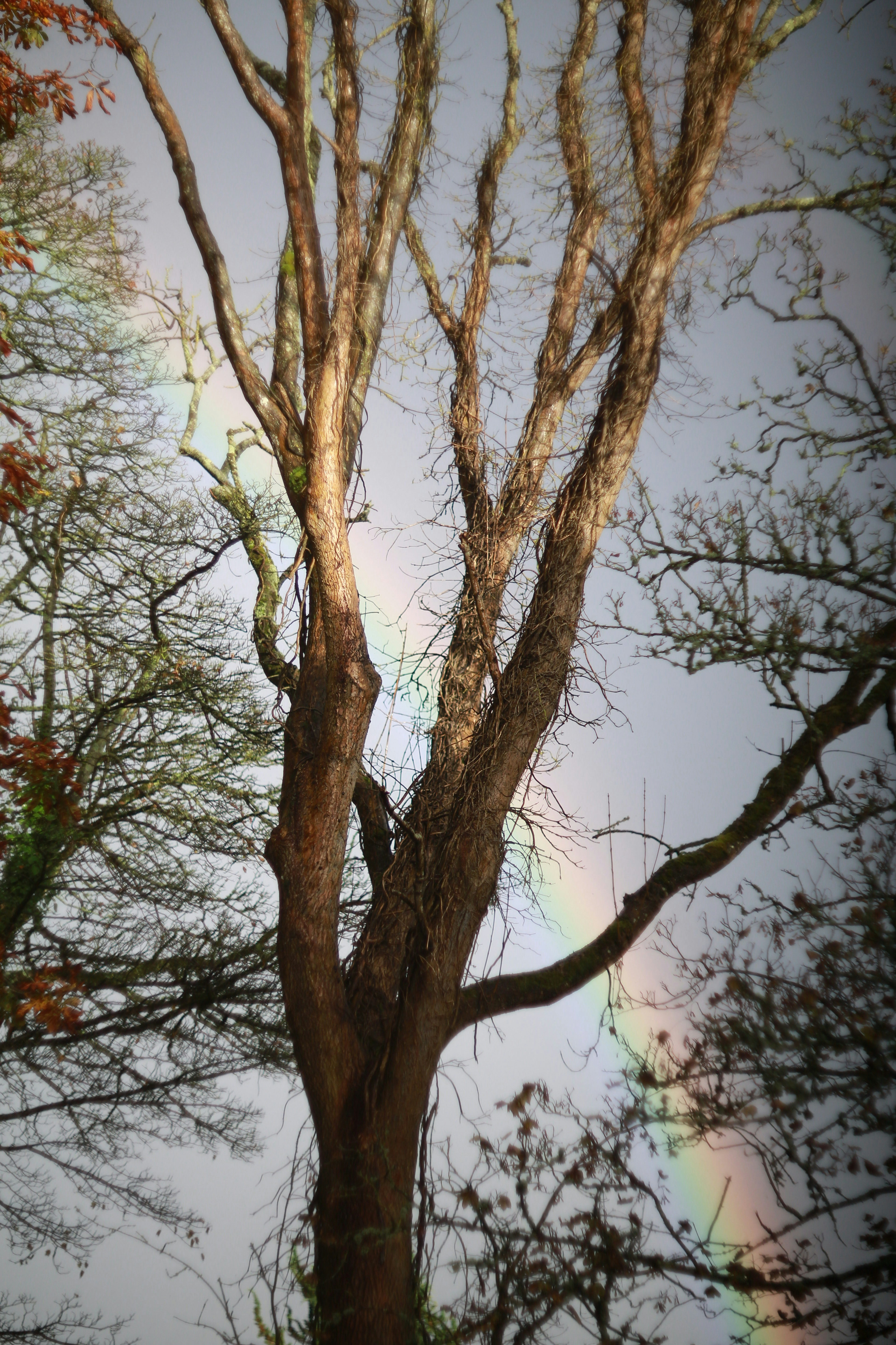 Rainbow Overtop Bare Branches: A Tree Framed by Sky and Light