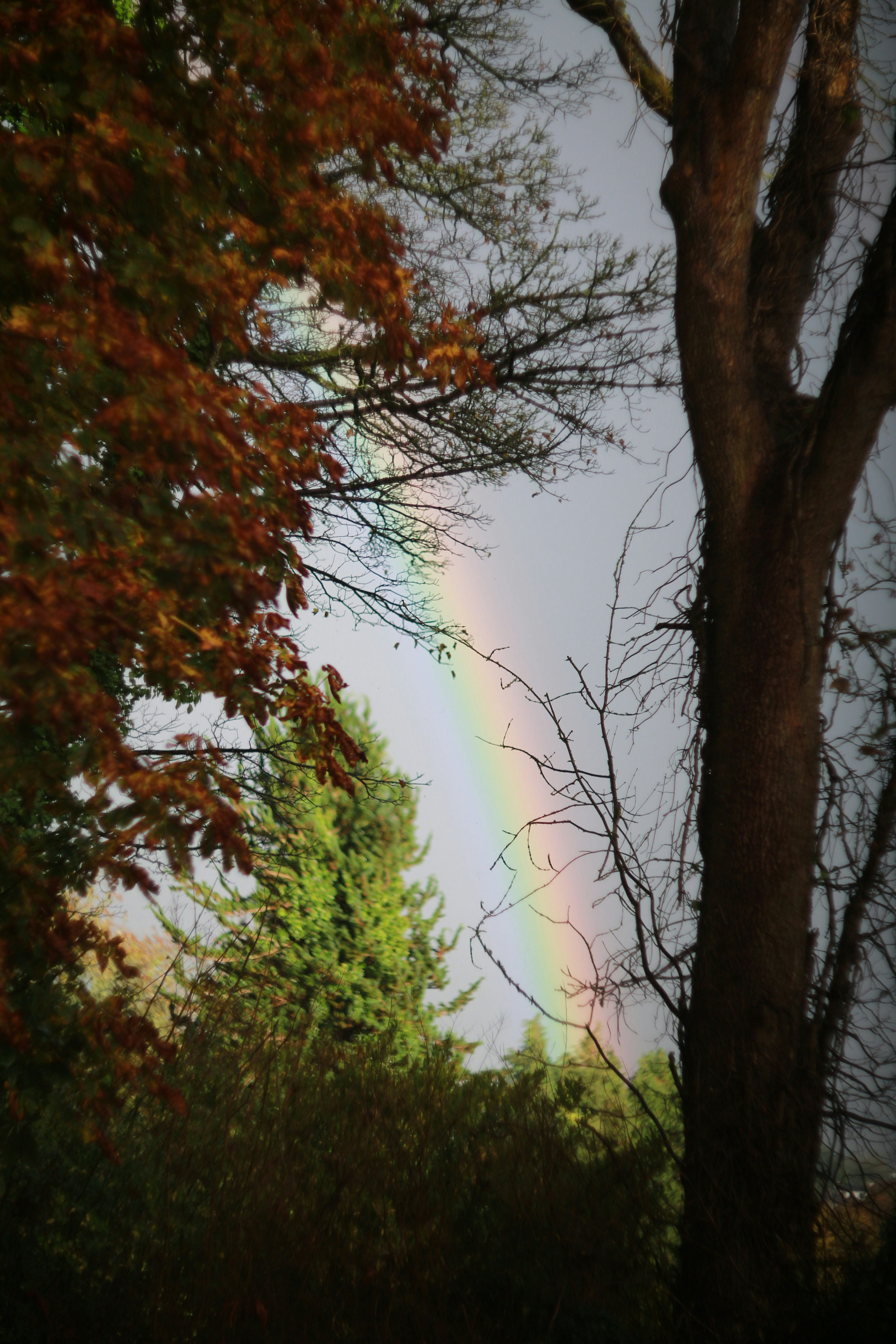 Double Arc of Autumn Light: Rainbow Between Silent Trees