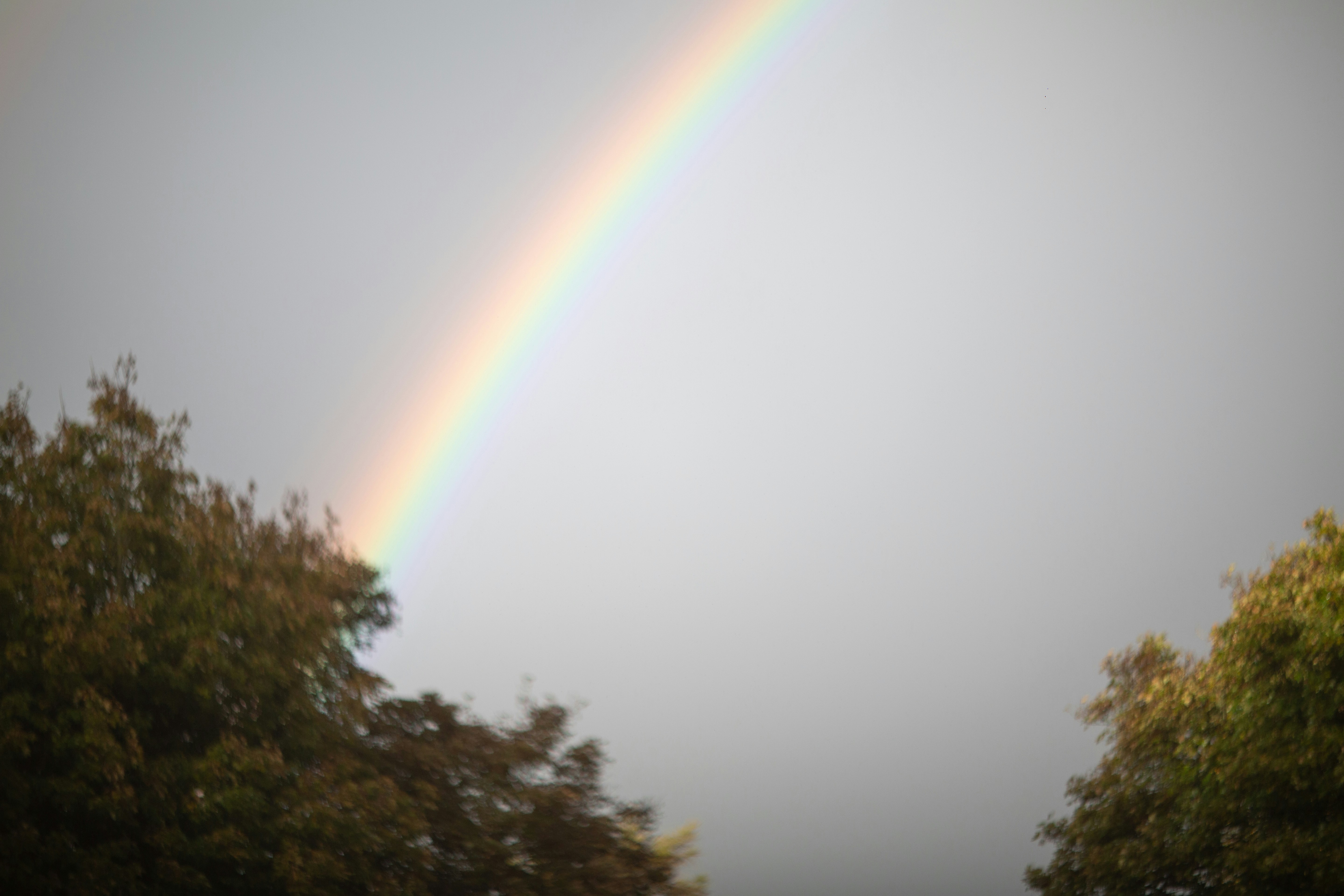 Rainbow Arc over Quiet Canopy