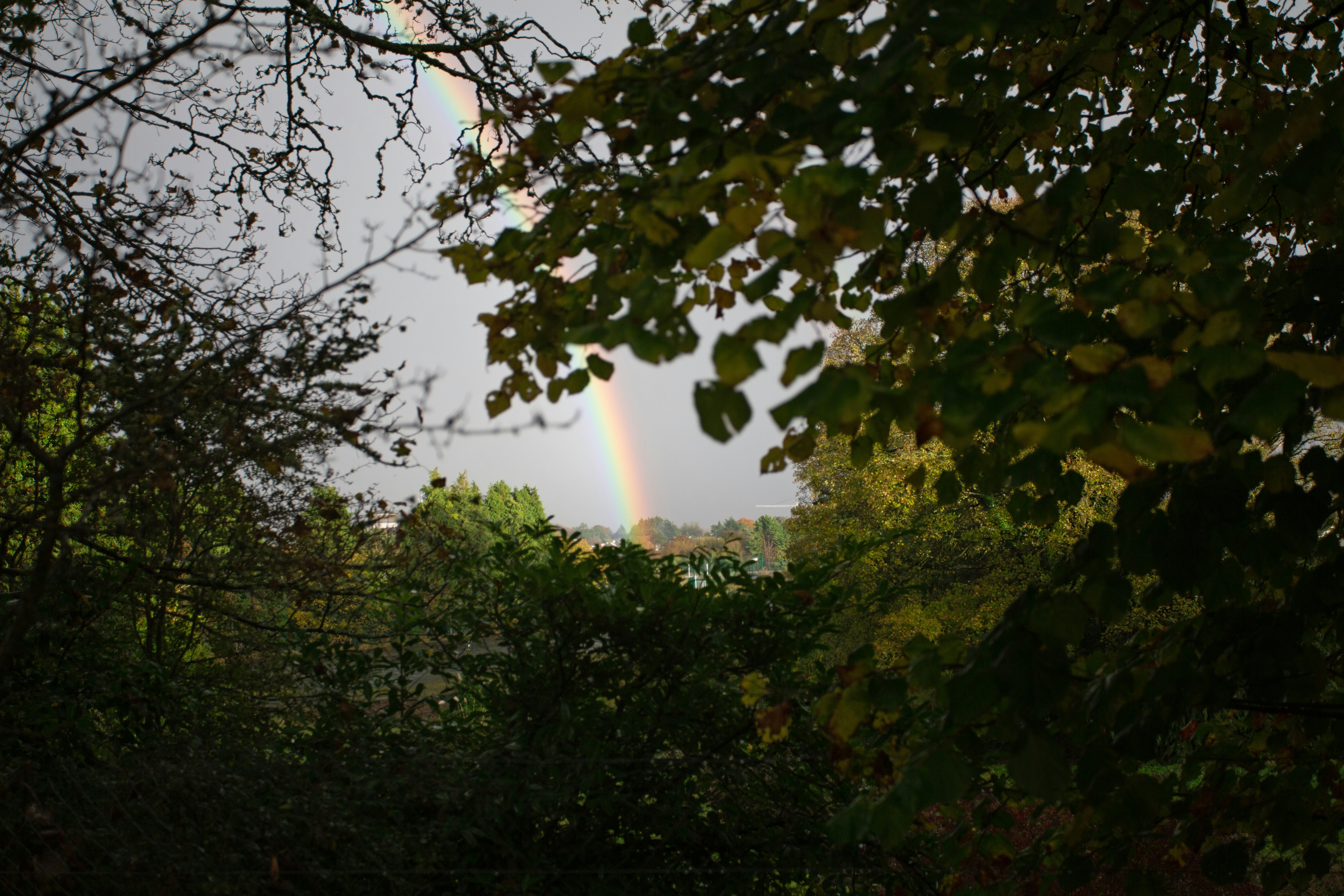Rainbow Arc Over a Quiet Canopy