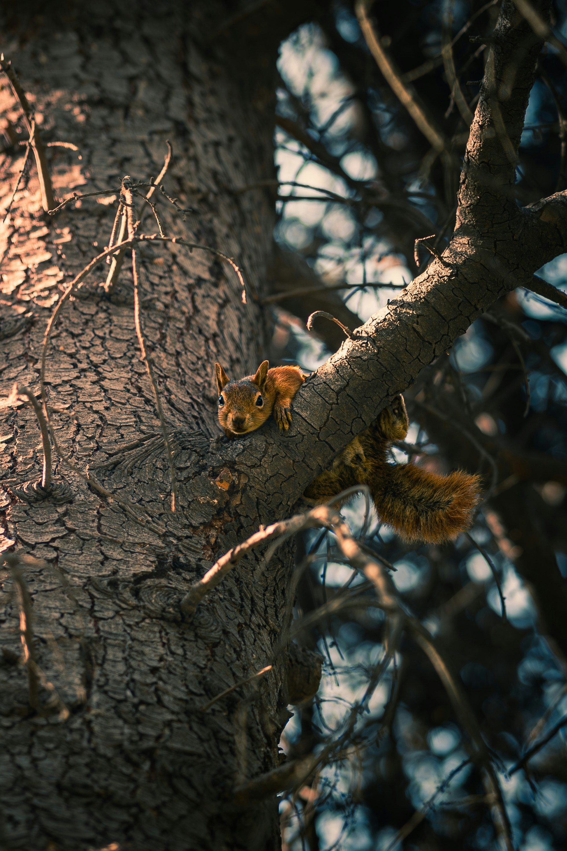 Squirrel Perch: A Sunlit Moment on a Barking Ridge